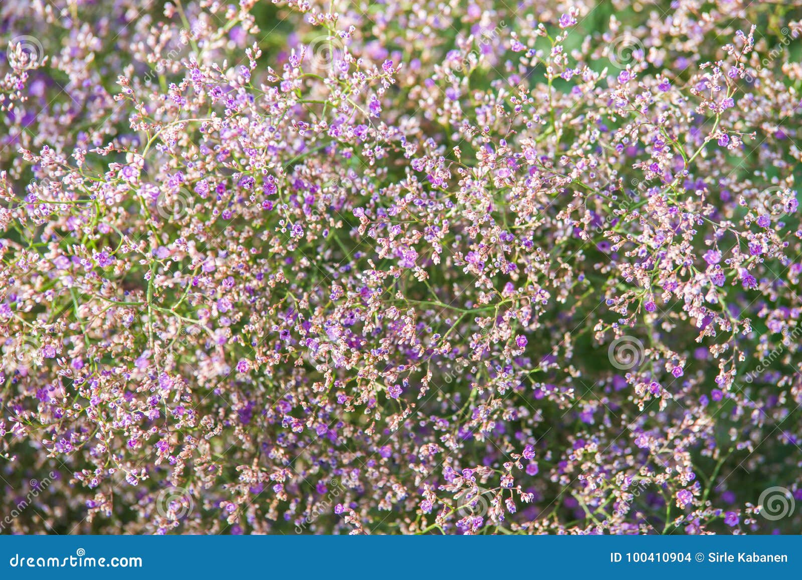 Limonium stock photo. Image of carnation, decoration - 100410904