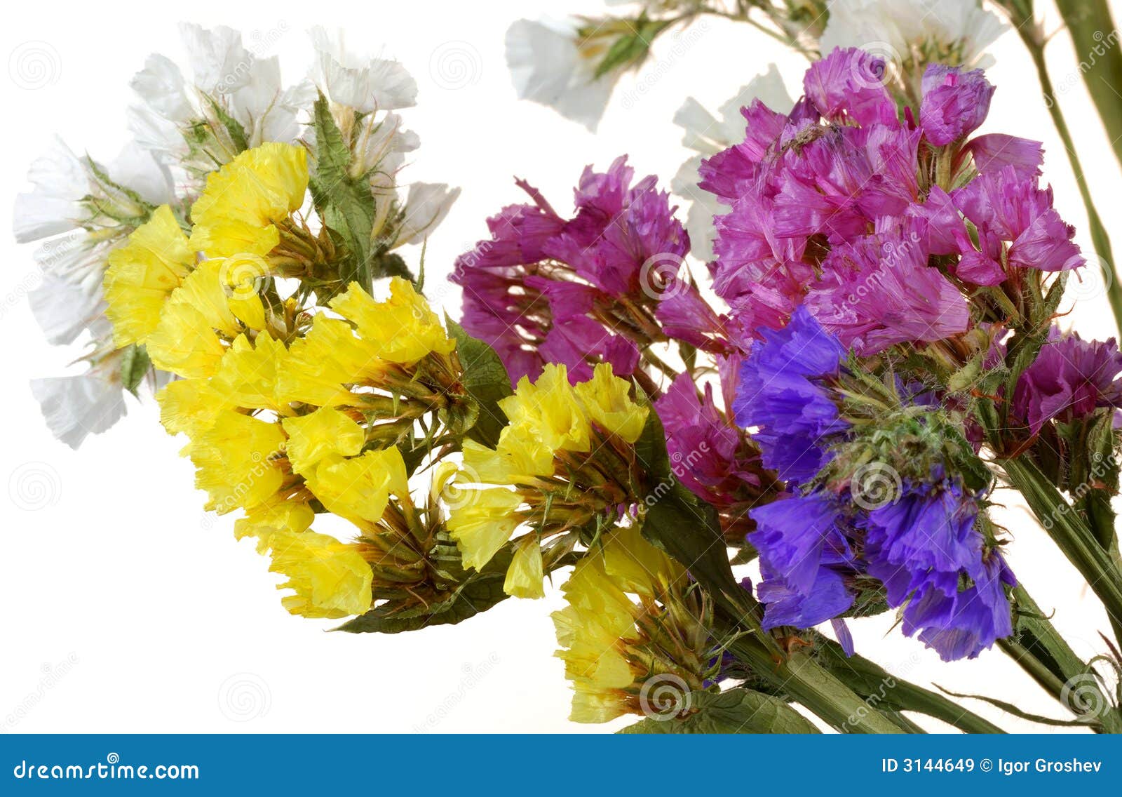 Limonium Sinuatum De Statice Image stock - Image du bouquet, centrale ...