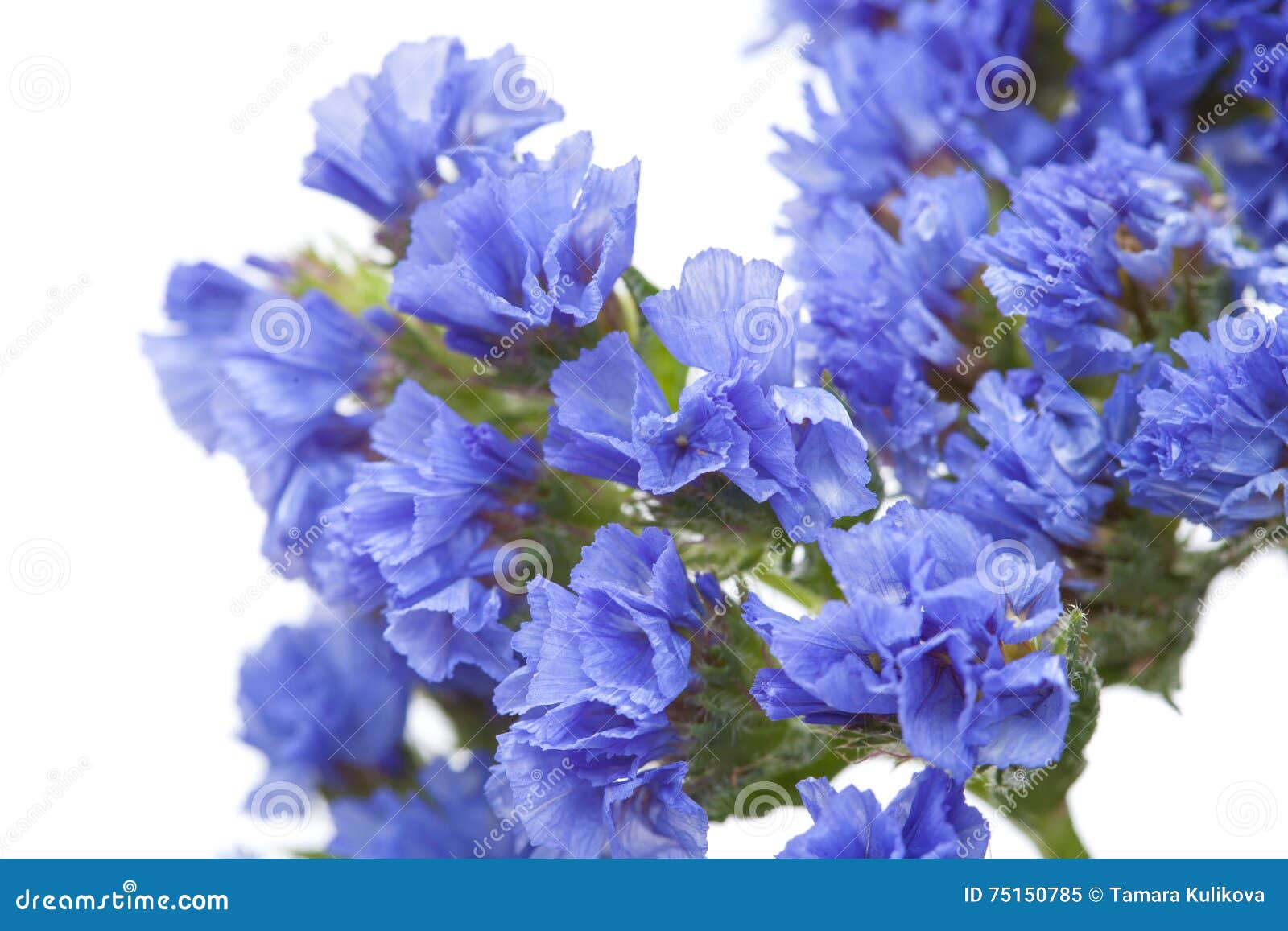 Limonium sinuatum, statice stock image. Image of beautiful - 75150785