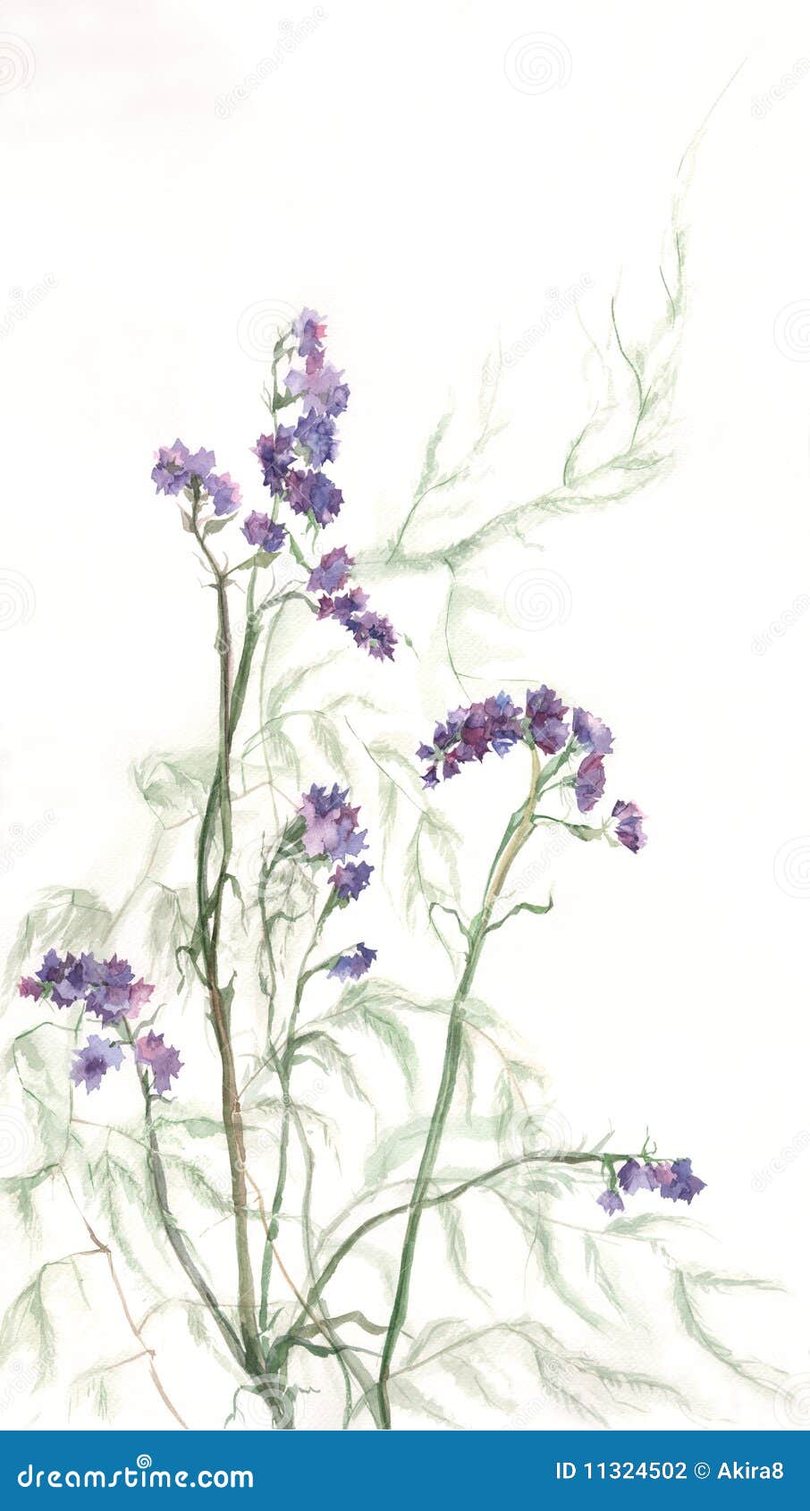 Limonium Watercolor Painting Stock Illustration - Illustration of color ...