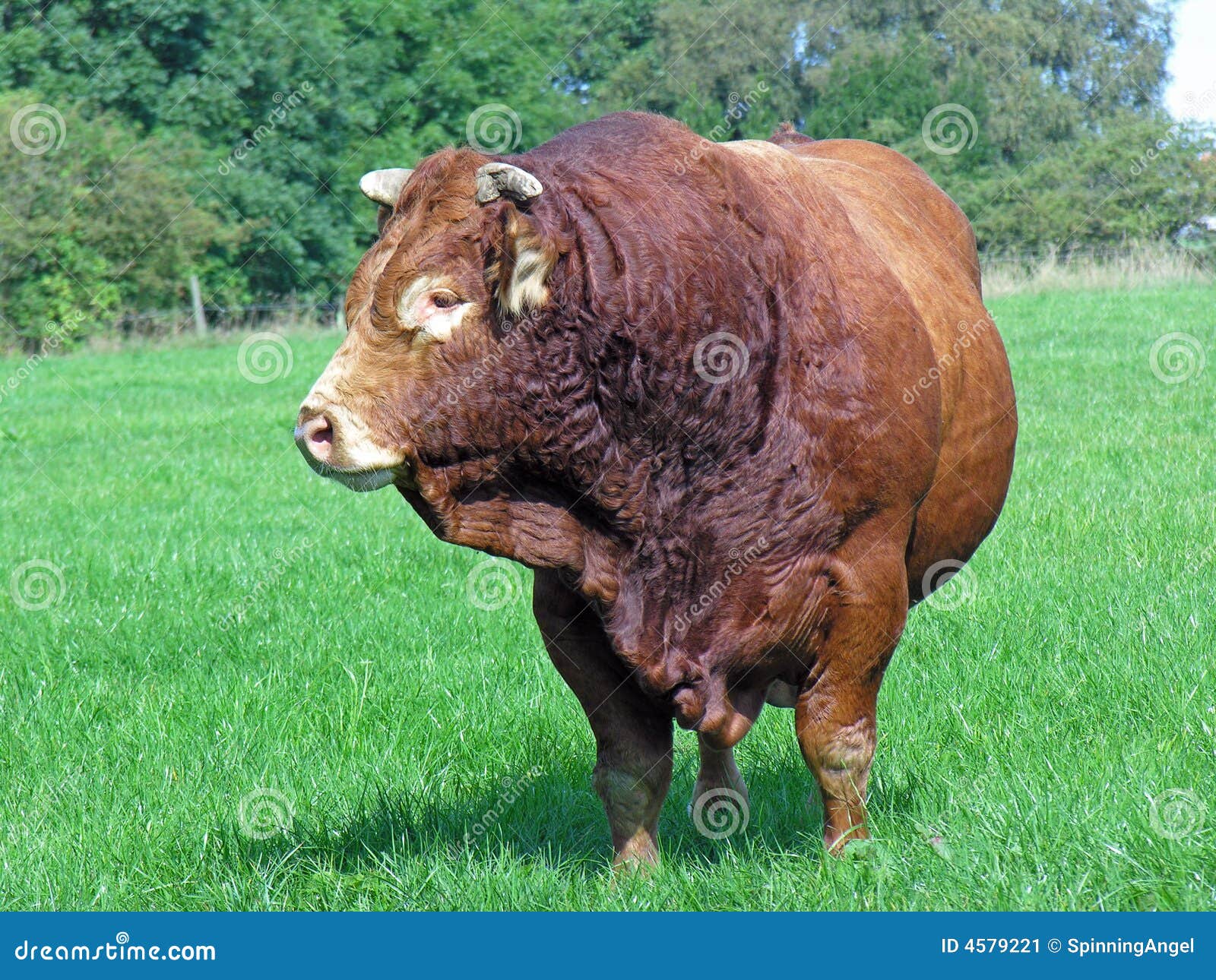 Limousin Bull no campo imagem de stock. Imagem de exterior - 4579221