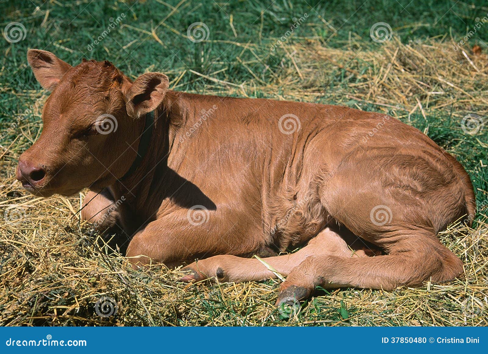 Limousin calf stock photo. Image of meadow, beef, mammal - 37850480