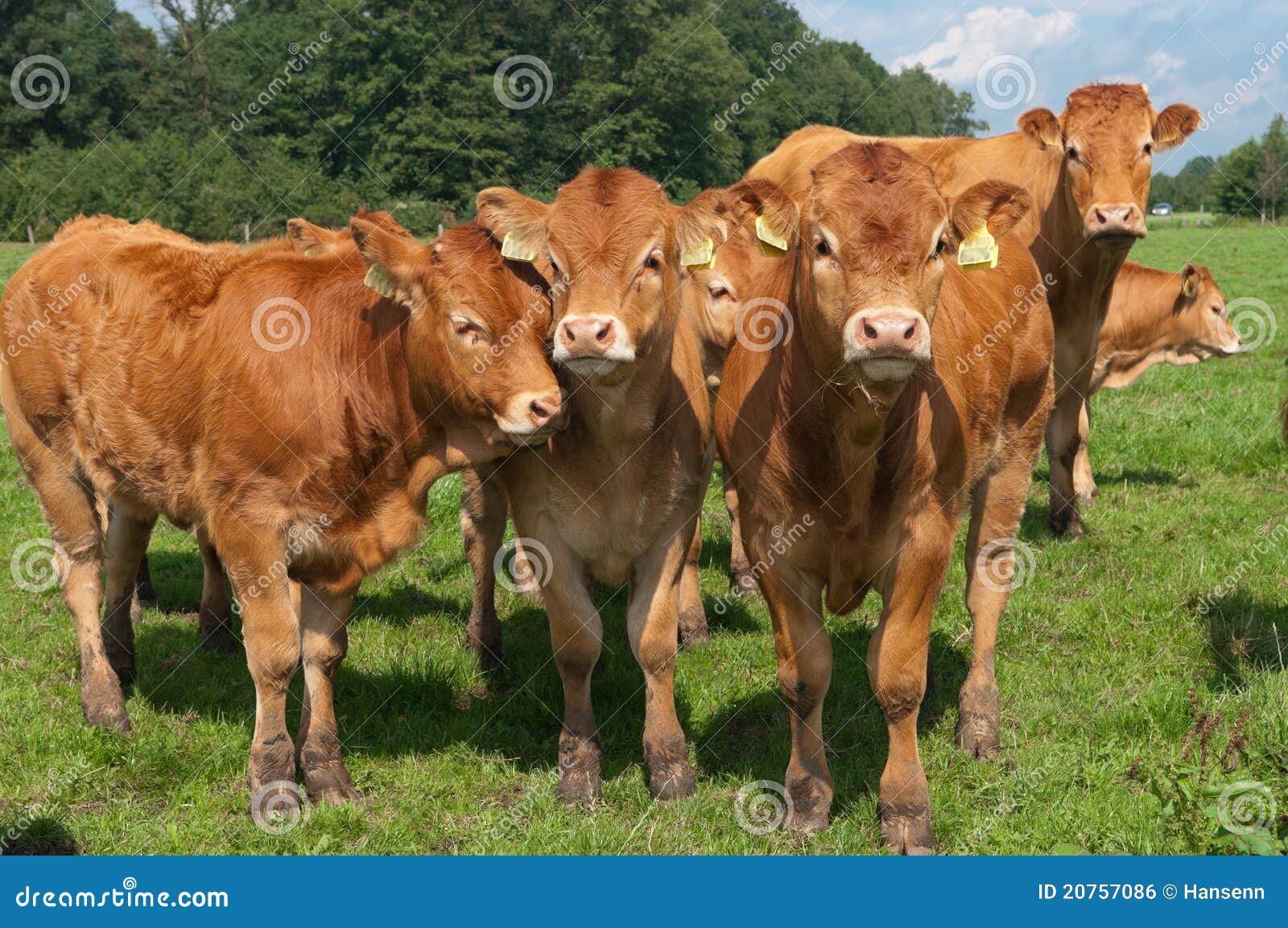 Limousin calves stock photo. Image of bull, farmland - 20757086
