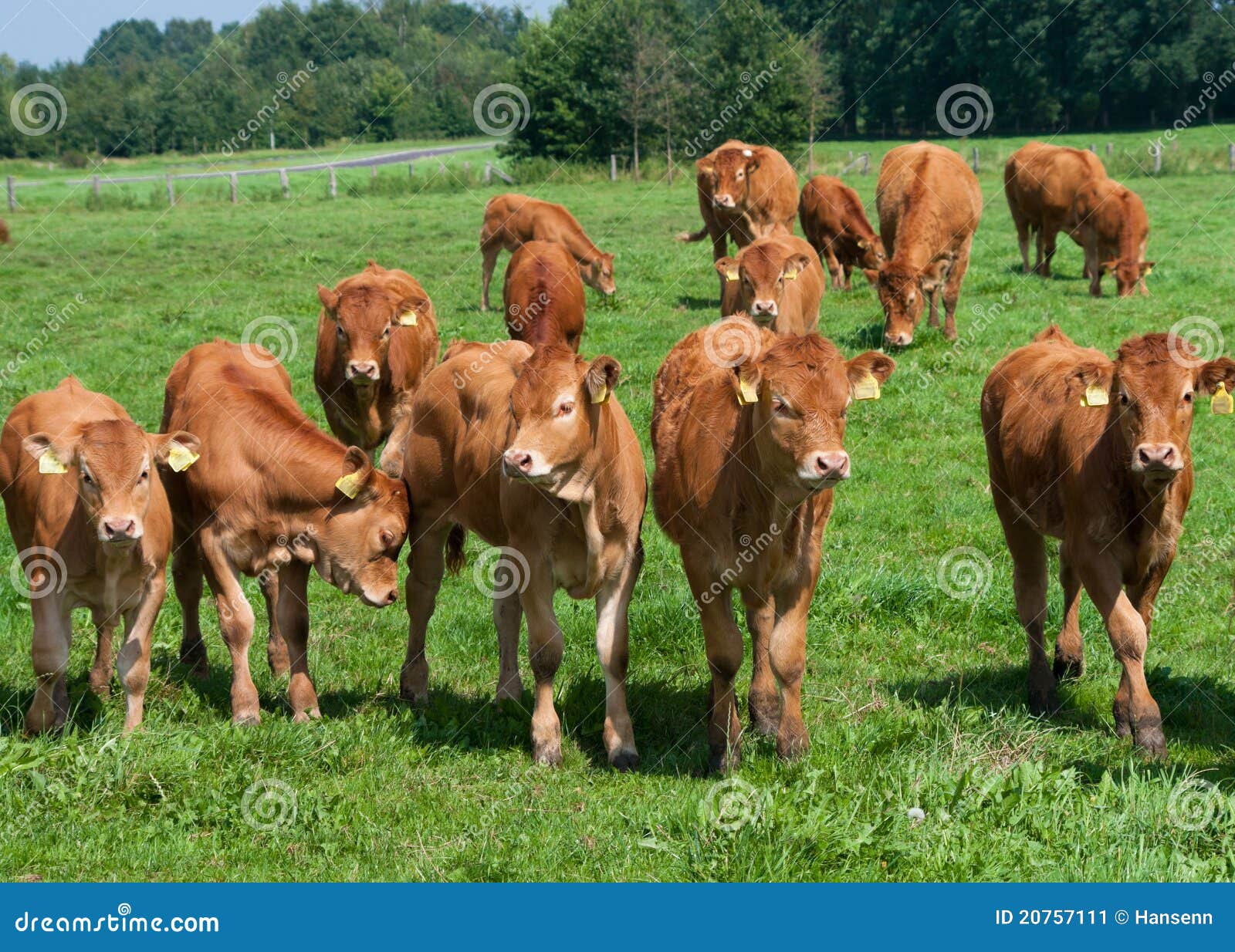Limousin calves stock image. Image of bull, meat, breeding - 20757111