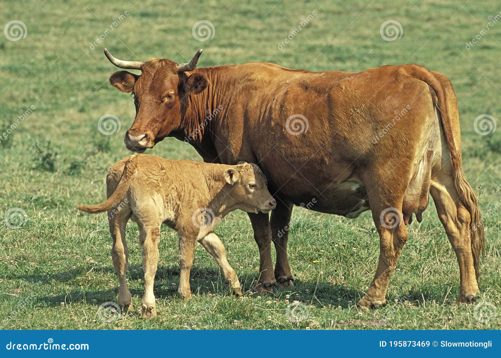 Limousin Cattle, Cow with Calf Stock Image - Image of outdoors ...