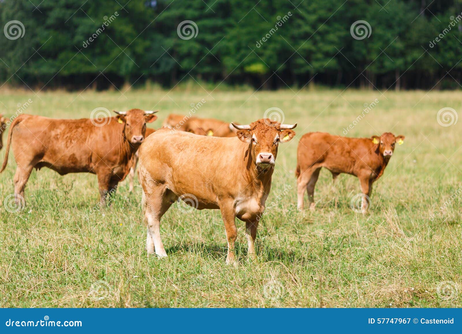 Limousin Cattle Are A Breed Of Highly Muscled Beef Royalty-Free Stock ...