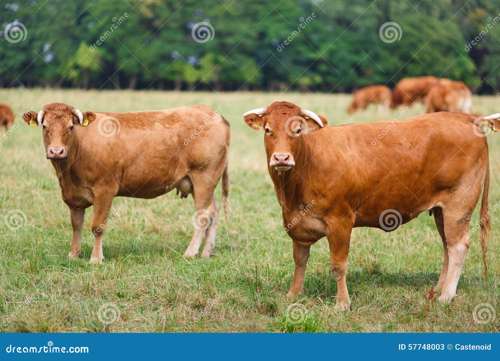Limousin Cattle on the Field Stock Image - Image of shaggy, grass: 57748003