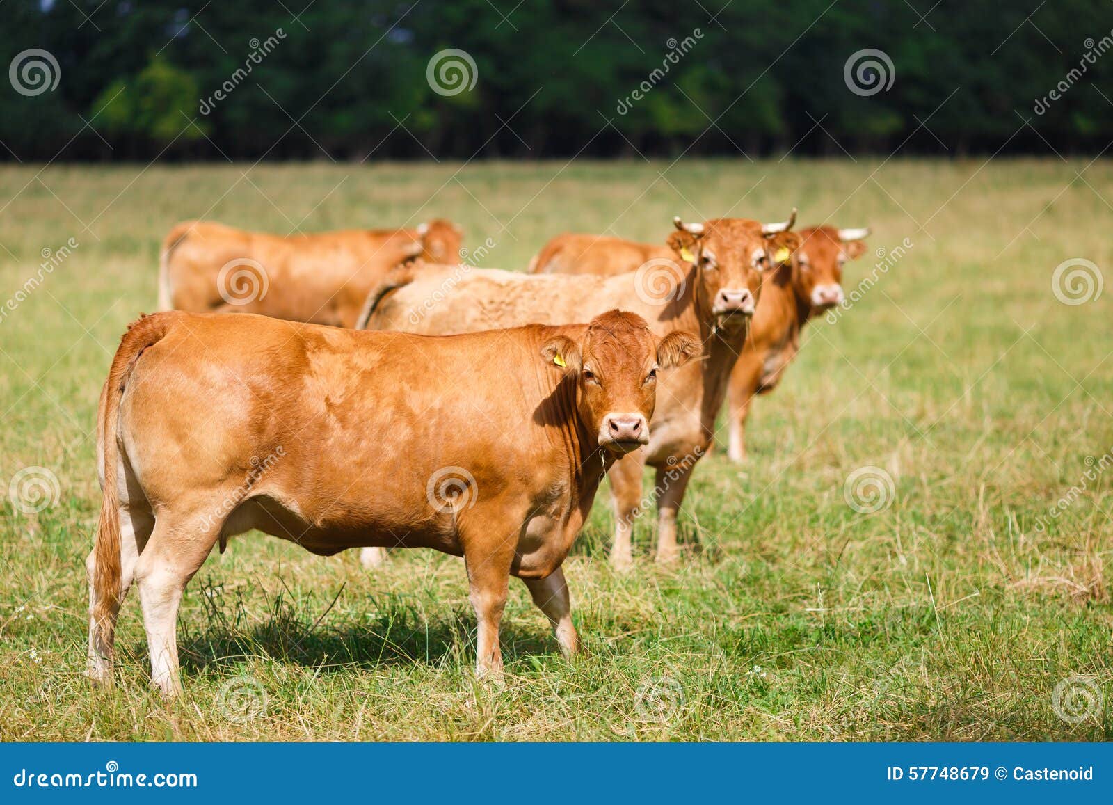 Limousin Cattle on the Field Stock Image - Image of animal, female ...