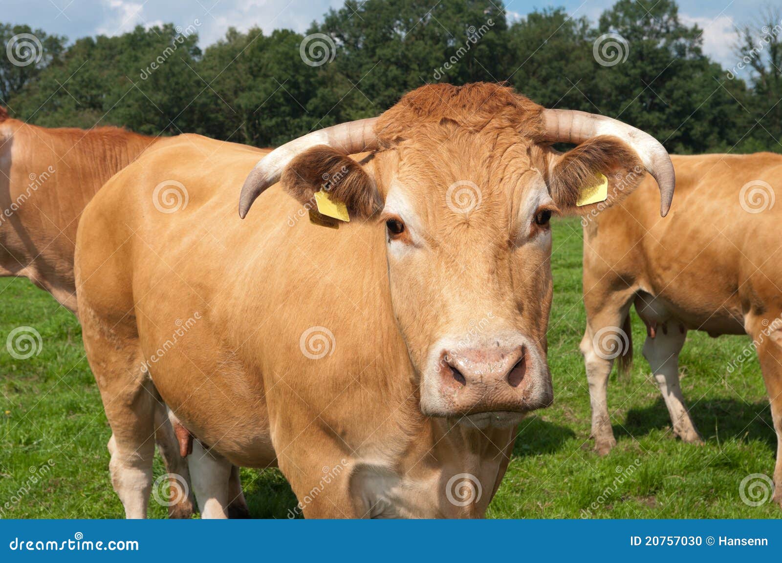 Limousin cow stock photo. Image of field, country, farm - 20757030
