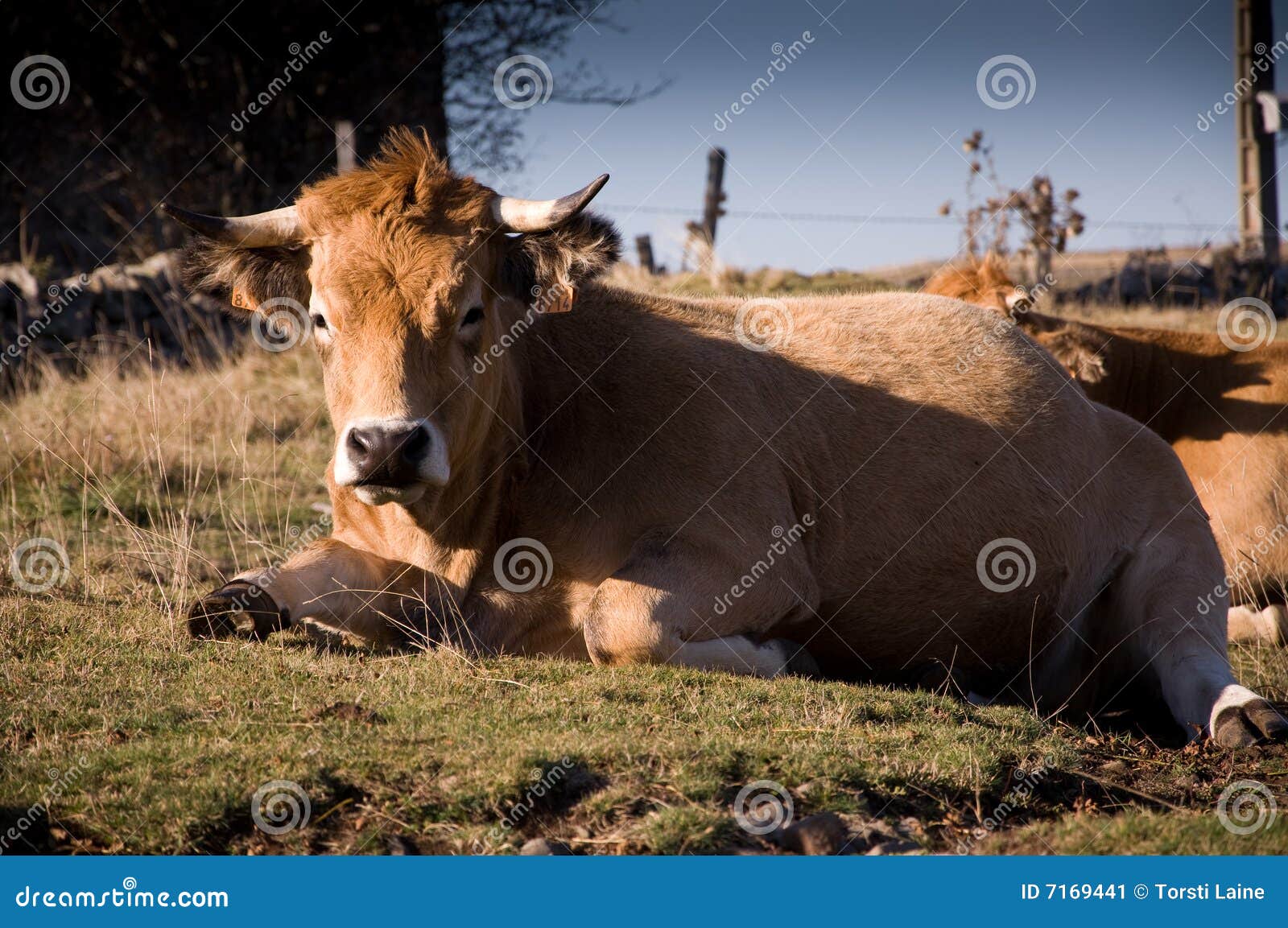 Limousin cow stock image. Image of agriculture, brown - 7169441