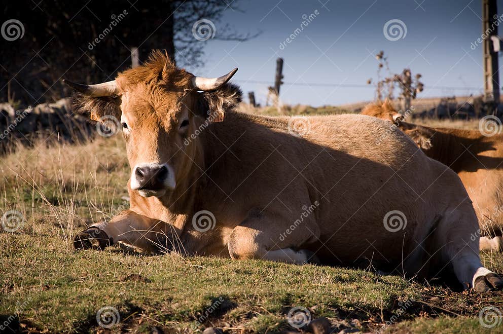 Limousin cow stock image. Image of agriculture, brown - 7169441