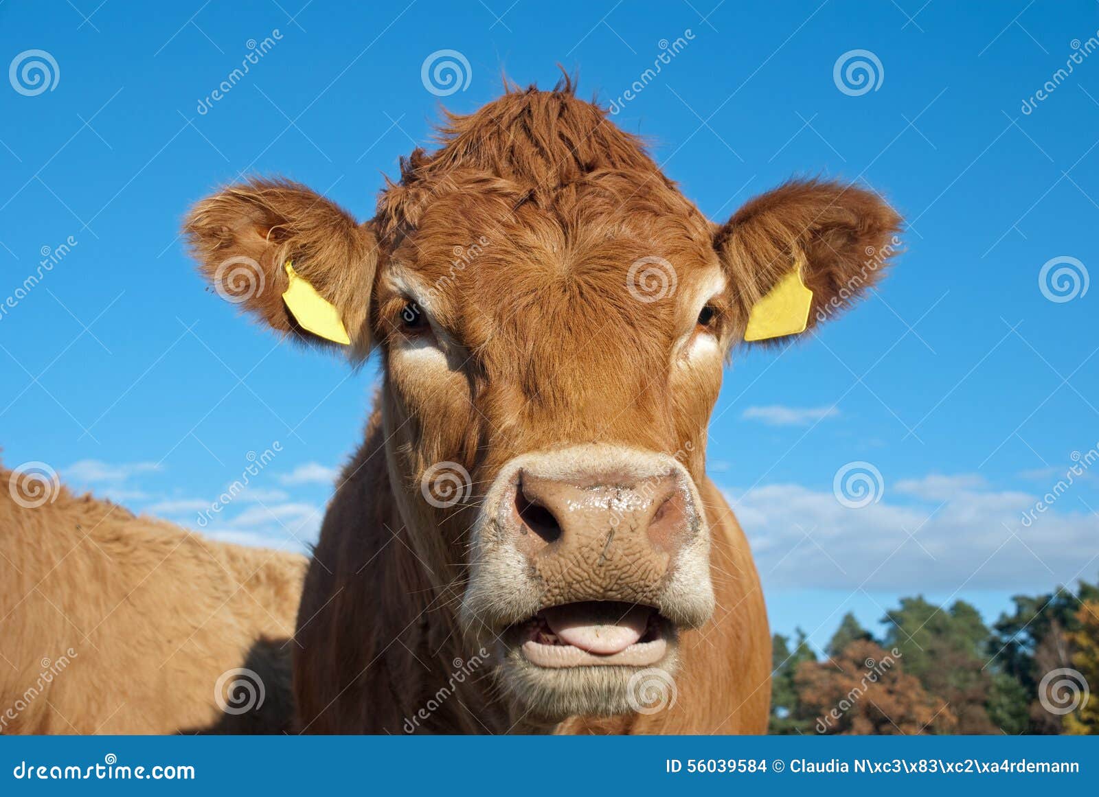 Limousin cow stock photo. Image of animal, portrait, blue - 56039584