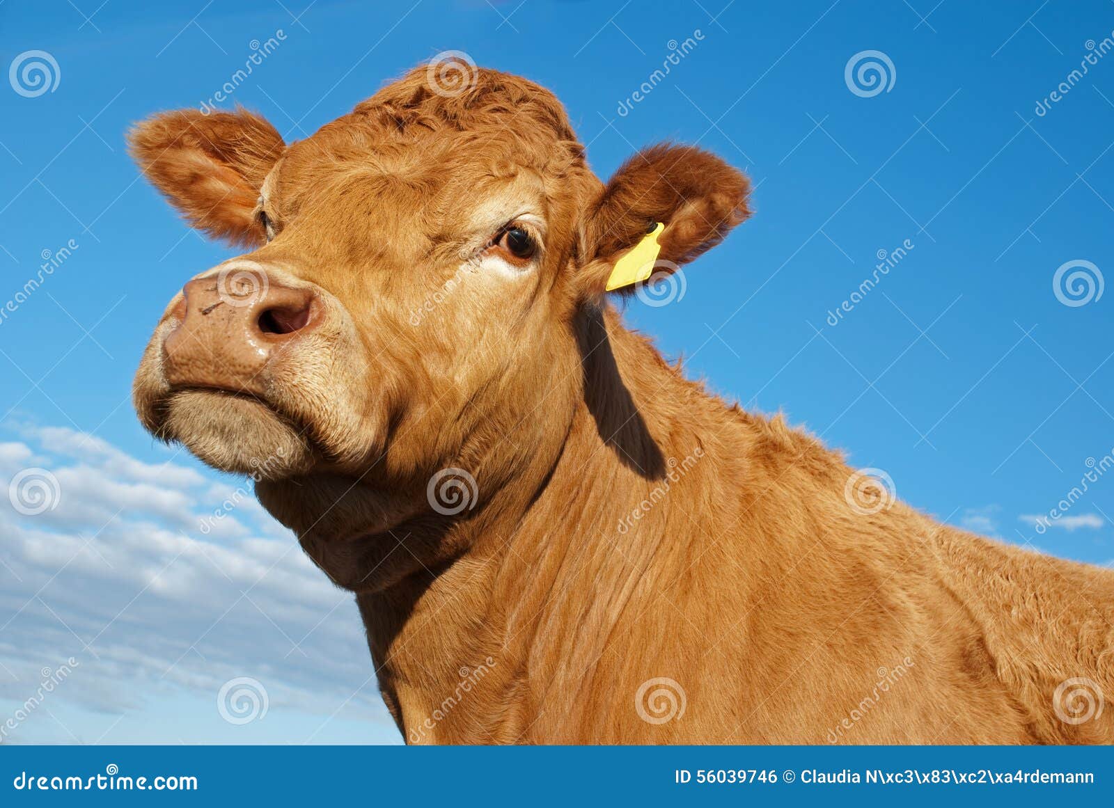 Limousin cow stock photo. Image of gregarious, limousin - 56039746