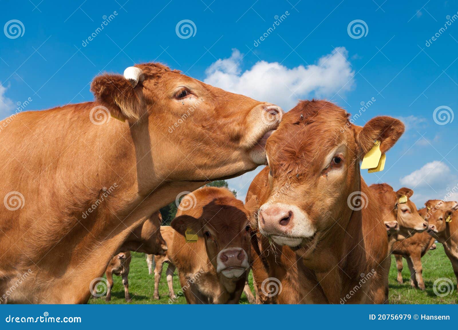 Limousin cows stock image. Image of mammal, farm, farming - 20756979