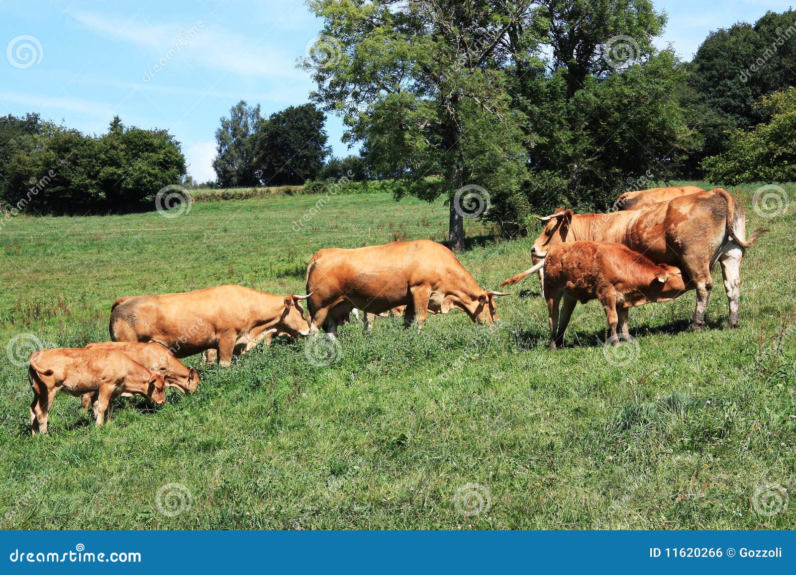 Limousin cows and calves stock photo. Image of calf, bovine - 11620266