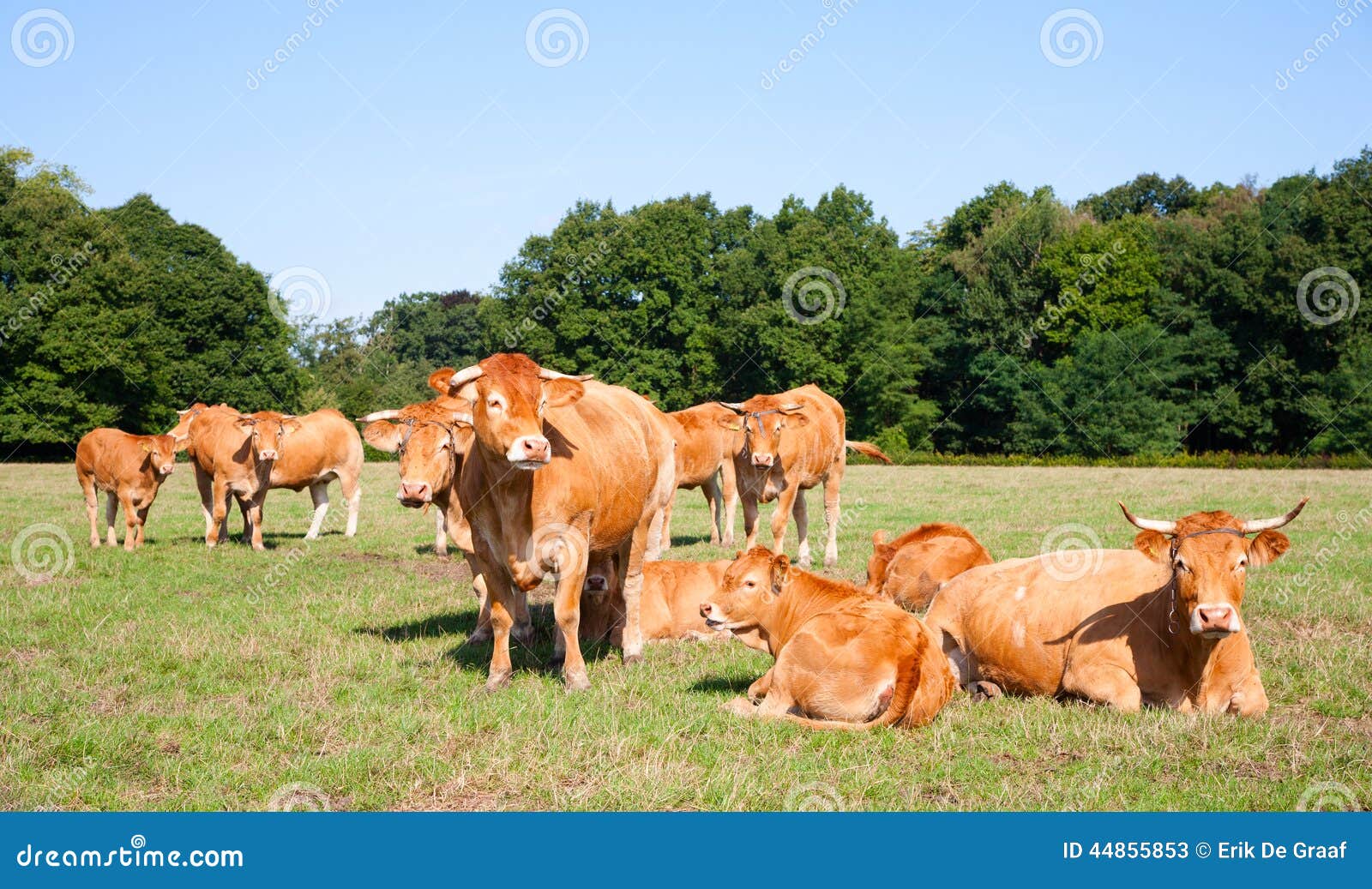 Limousin cows stock image. Image of country, people, livestock - 44855853