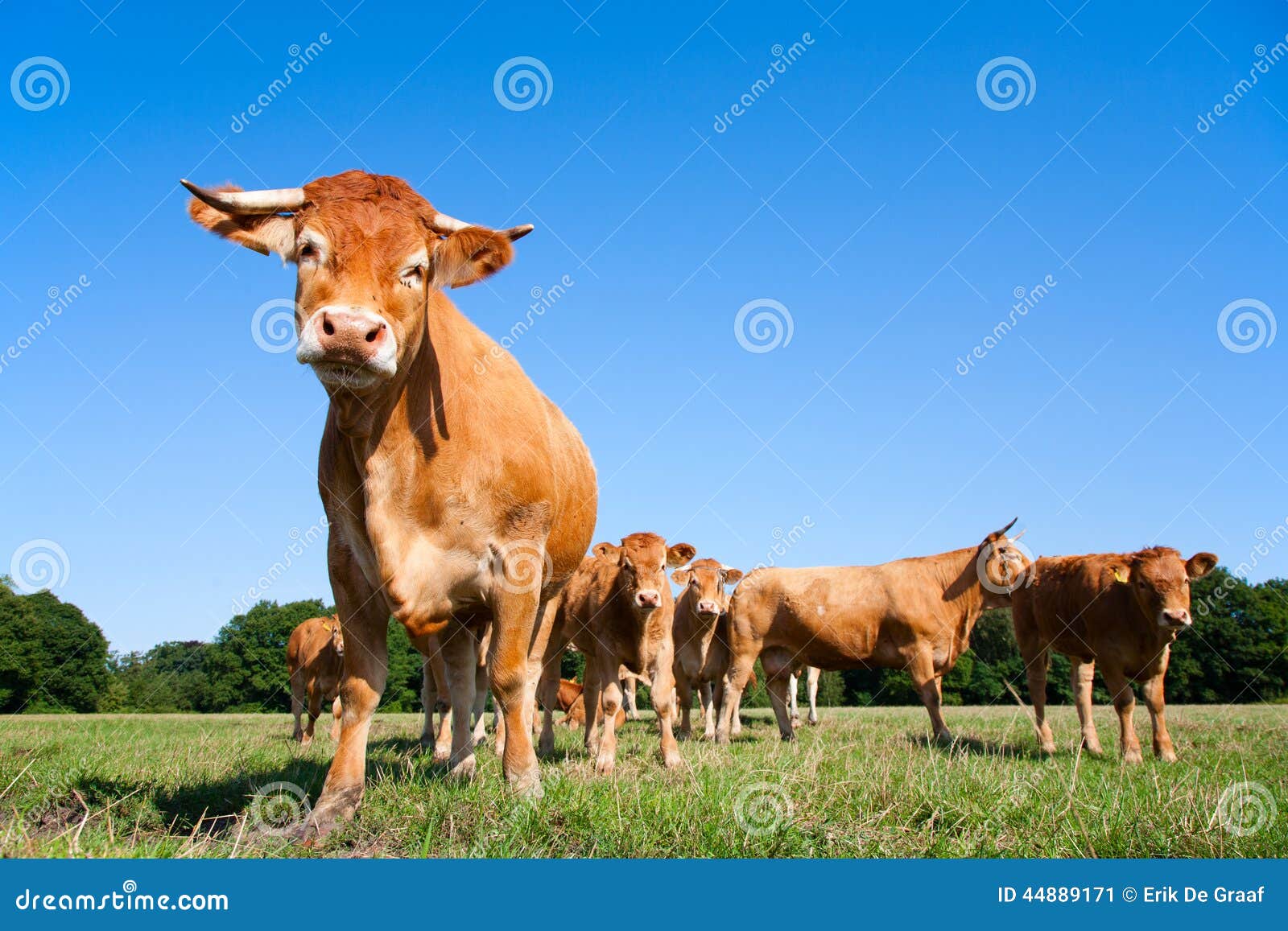 Limousin cows stock image. Image of limousin, beast, rural - 44889171