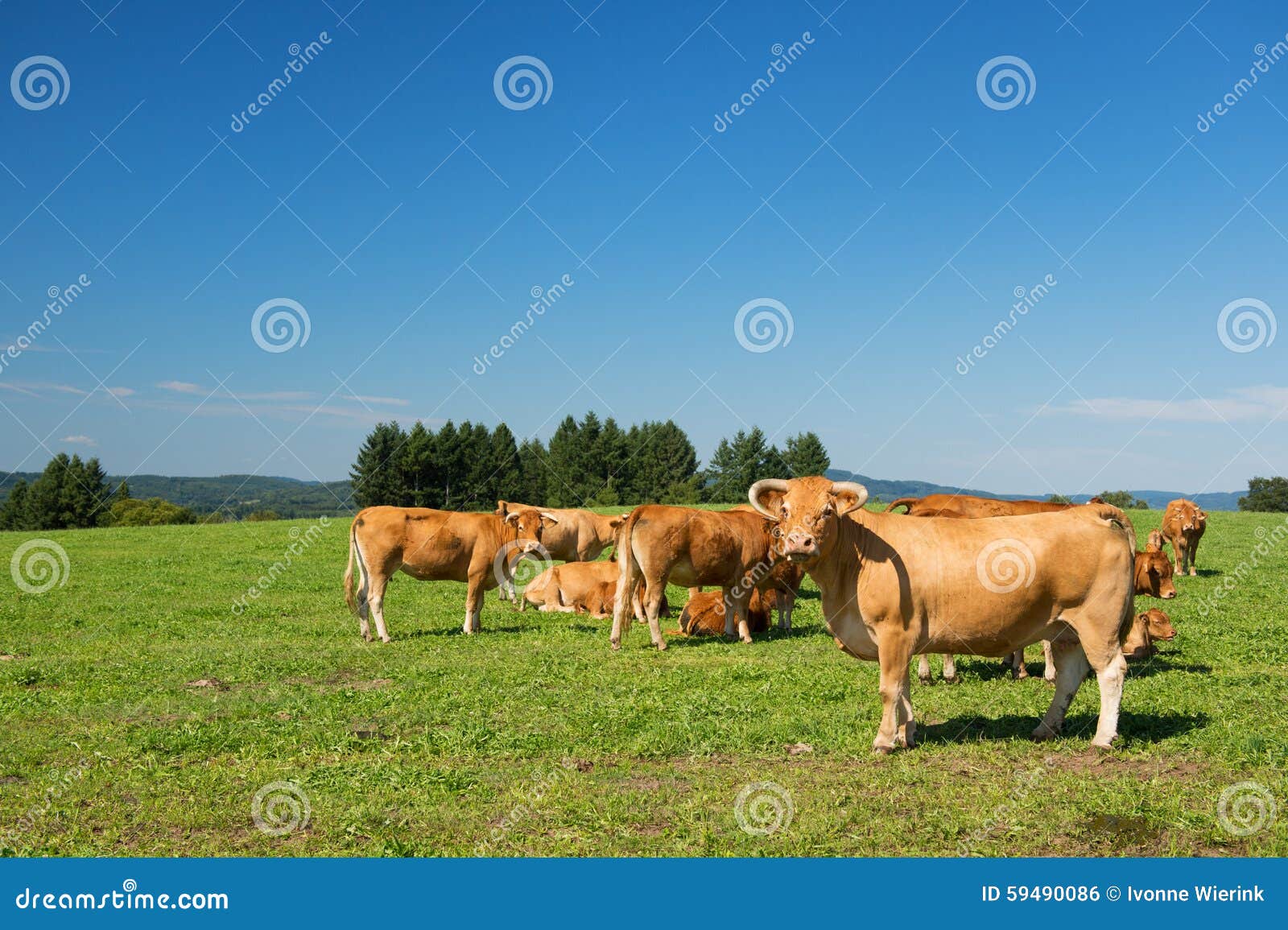 Limousin cows stock photo. Image of typical, meadow, flock - 59490086