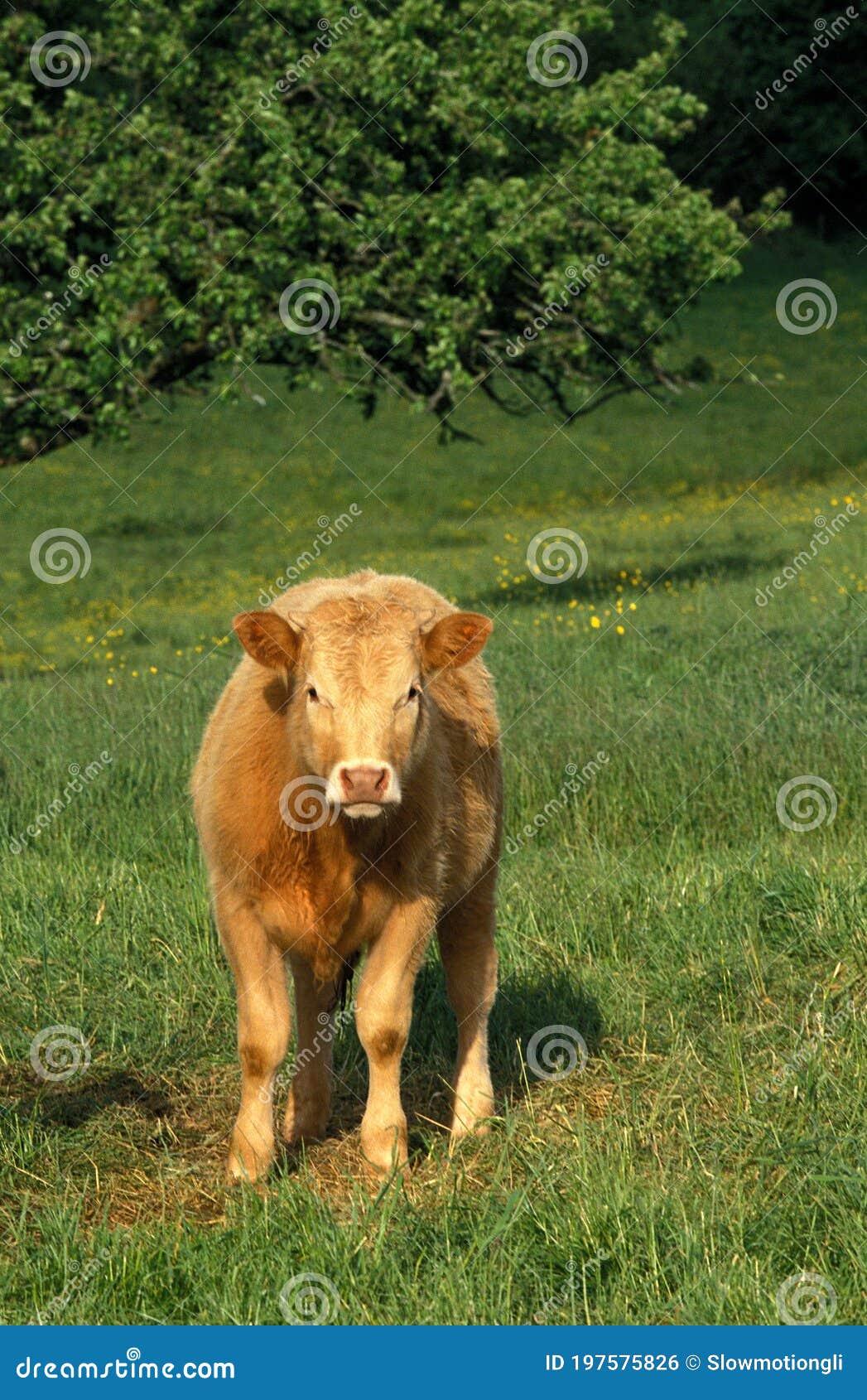Limousin Domestic Cattle, Calf Stock Photo - Image of outdoors, bovid ...
