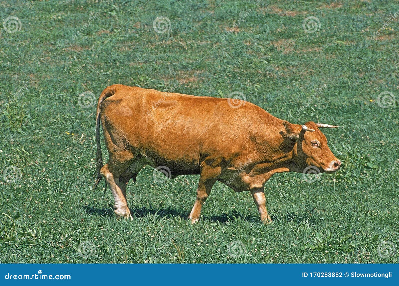 LIMOUSIN stock photo. Image of mammal, female, limousin - 170288882