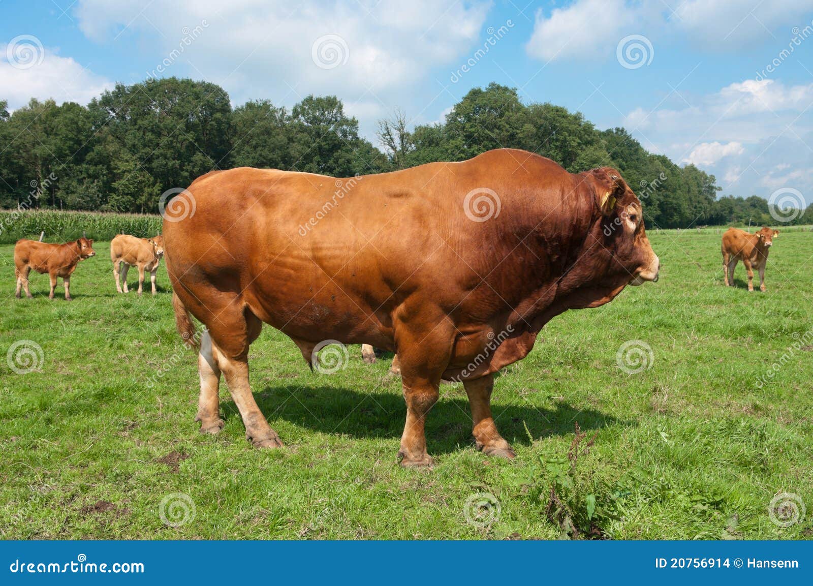 Limousine bull stock photo. Image of mammal, country - 20756914
