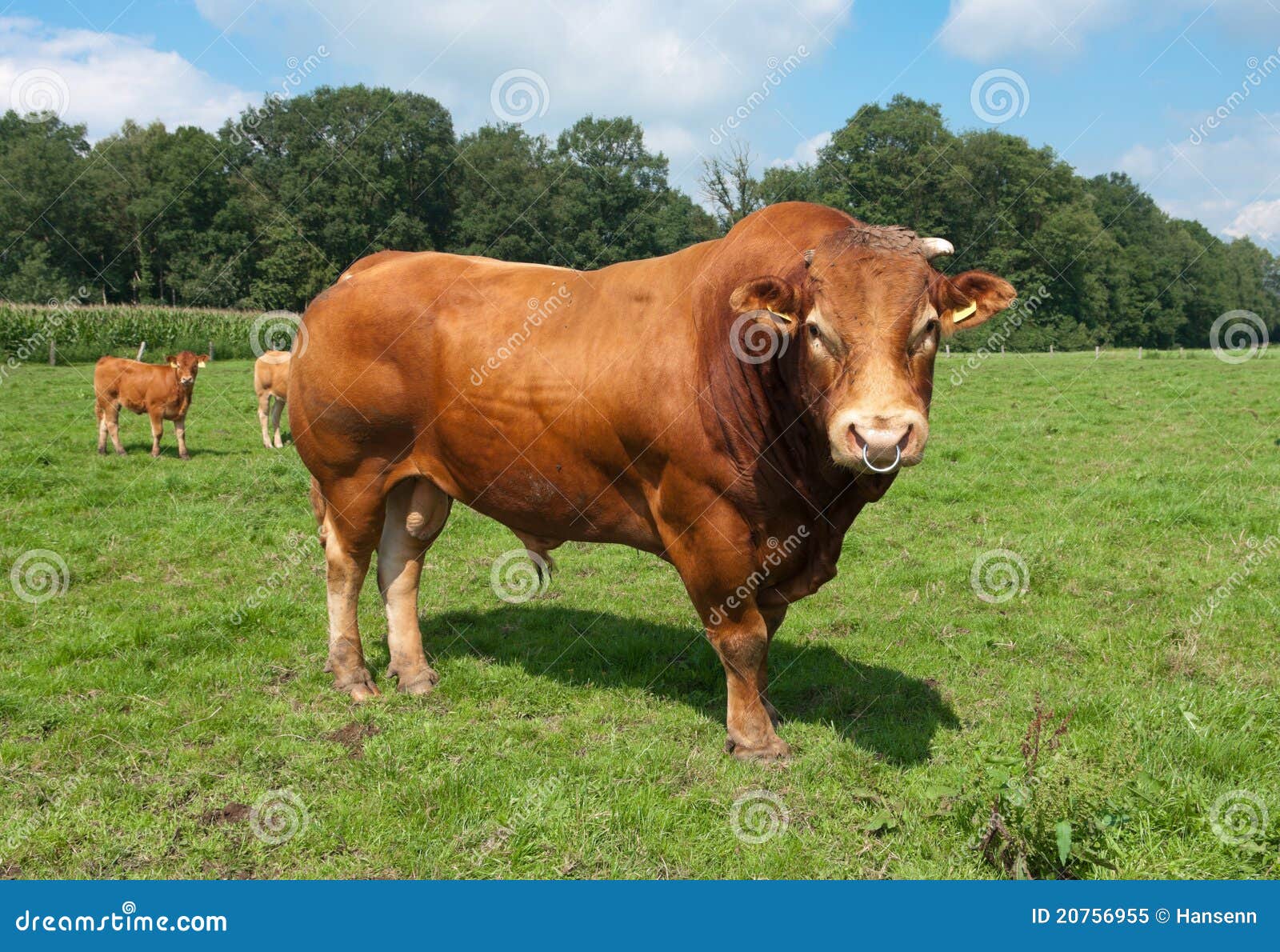 Limousine bull stock image. Image of ring, massive, heavy - 20756955