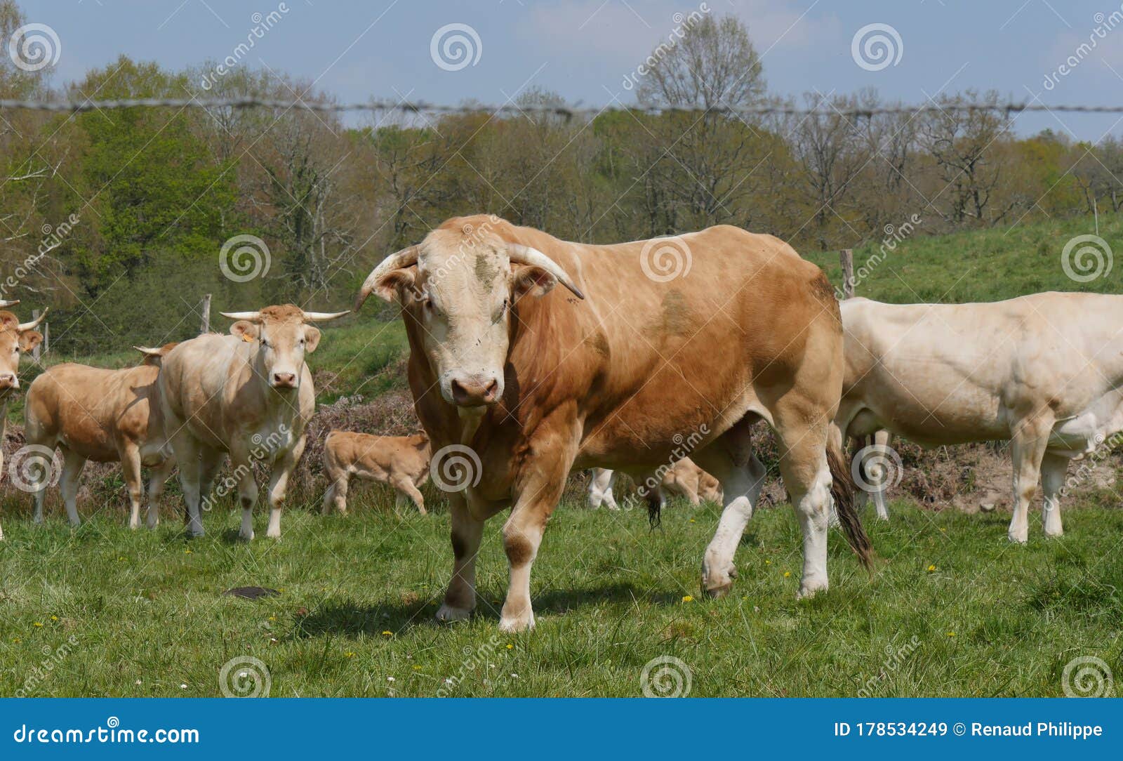 Bull. Cows Graze On Pasture In Autumn. Cattle In Field. Livestock And ...
