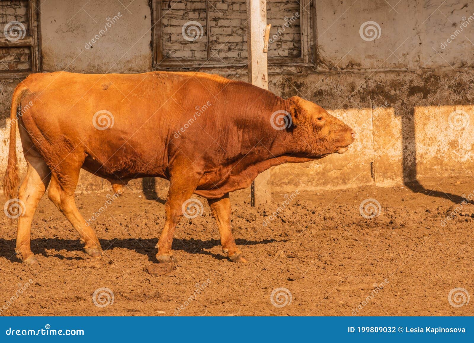 Limousine Bulls on a Farm. Limousine Bulls Spend Time on the Farm. Bull ...