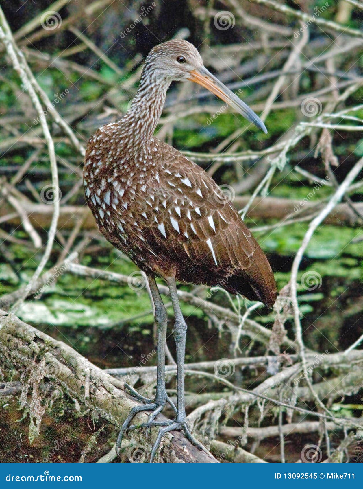 Limp-kin stock image. Image of birds, limp, wings, shoulder - 13092545