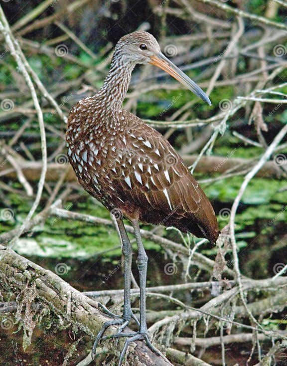 Limp-kin stock image. Image of birds, limp, wings, shoulder - 13092545