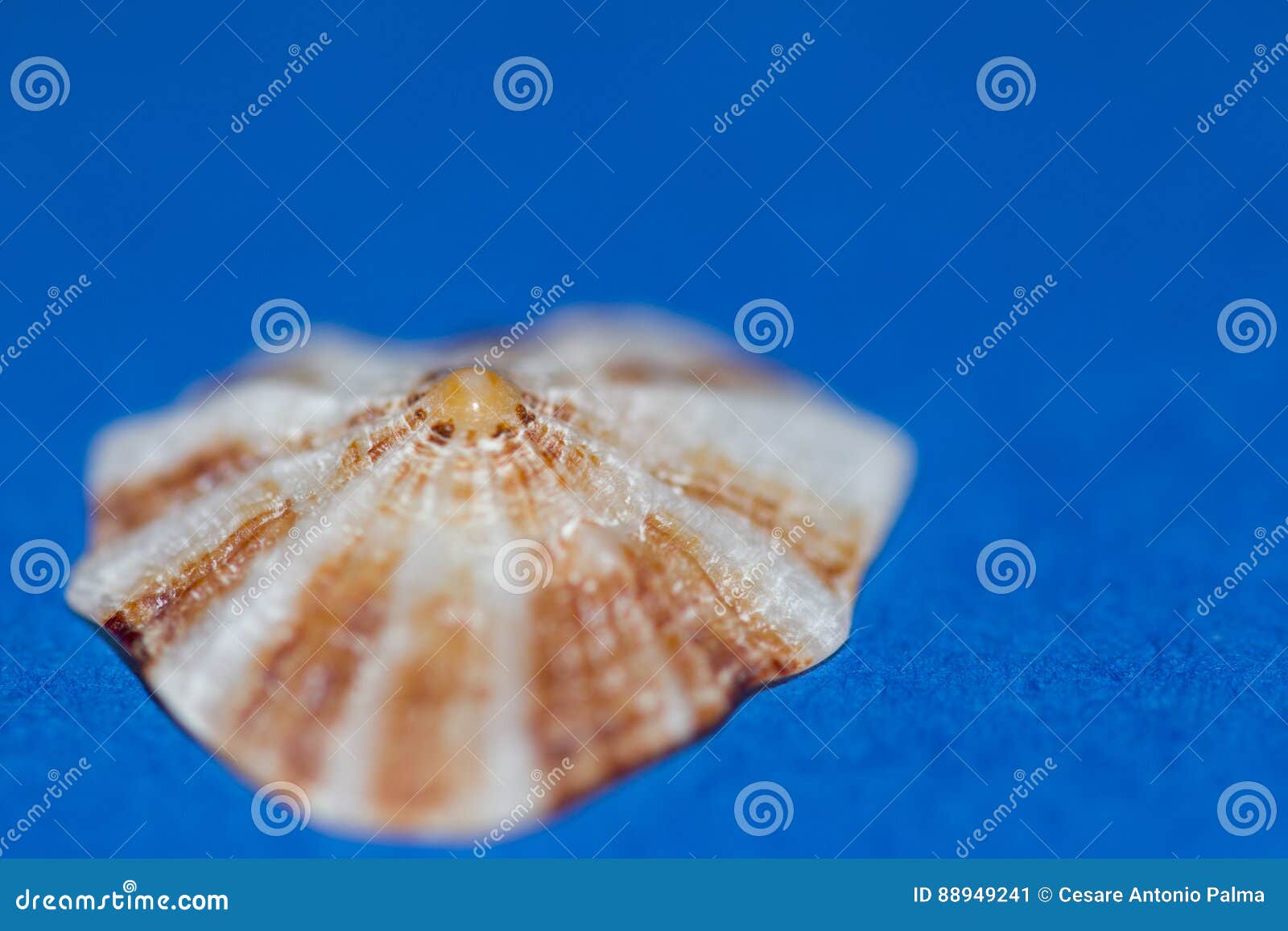 112 Limpet Blue Background Photos - Free & Royalty-Free Stock Photos ...