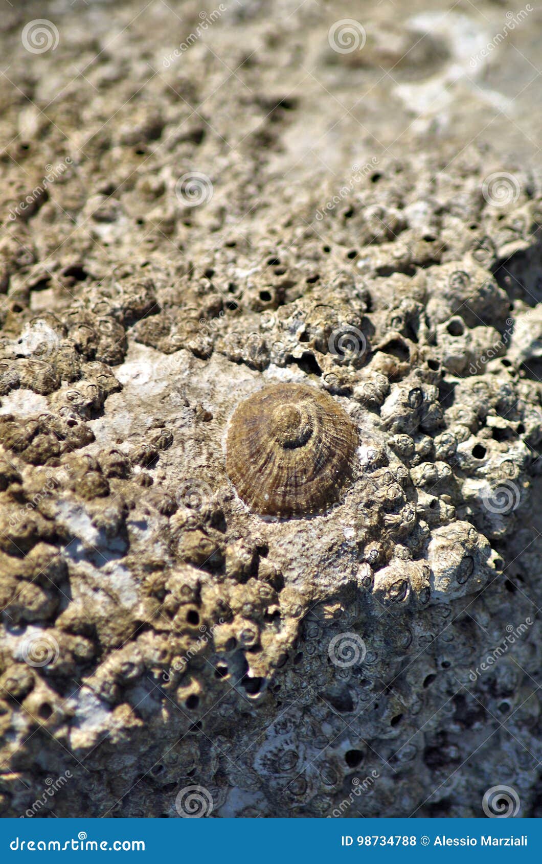 Limpet closeup stock photo. Image of limpets, gastropods - 98734788