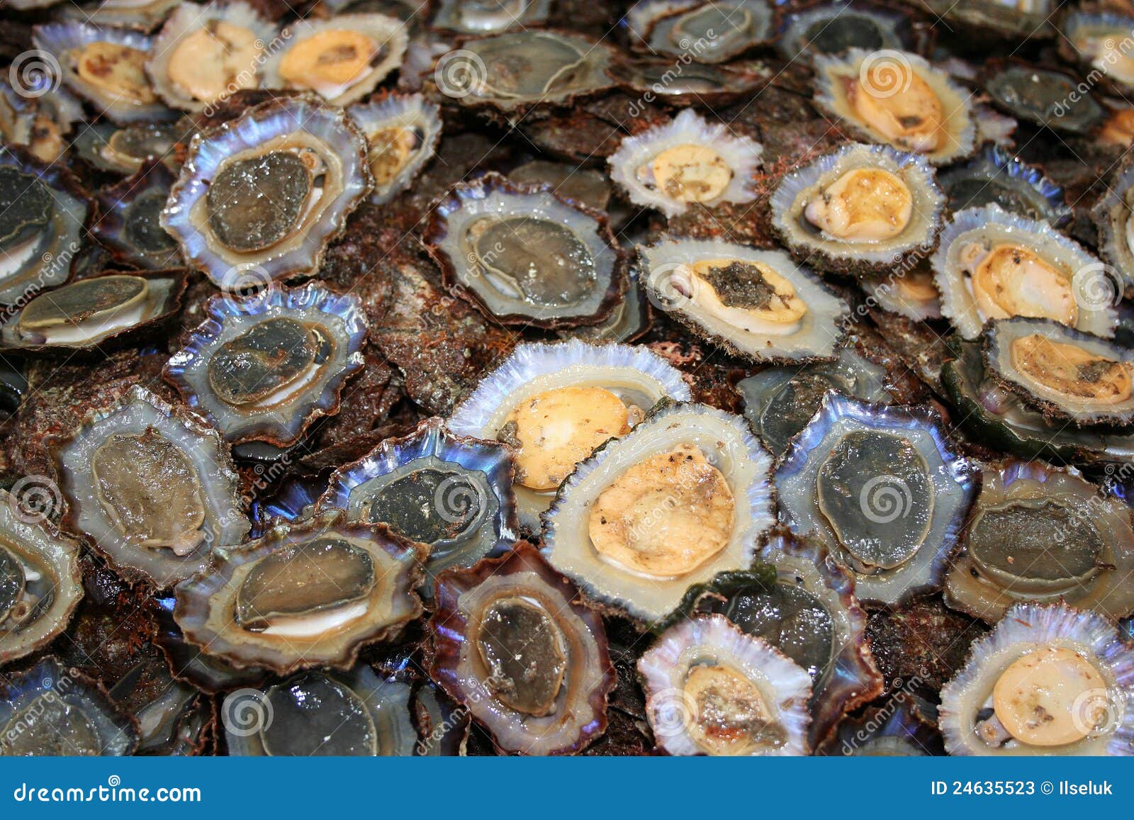 Limpet - edible snail stock image. Image of seafood, color - 24635523