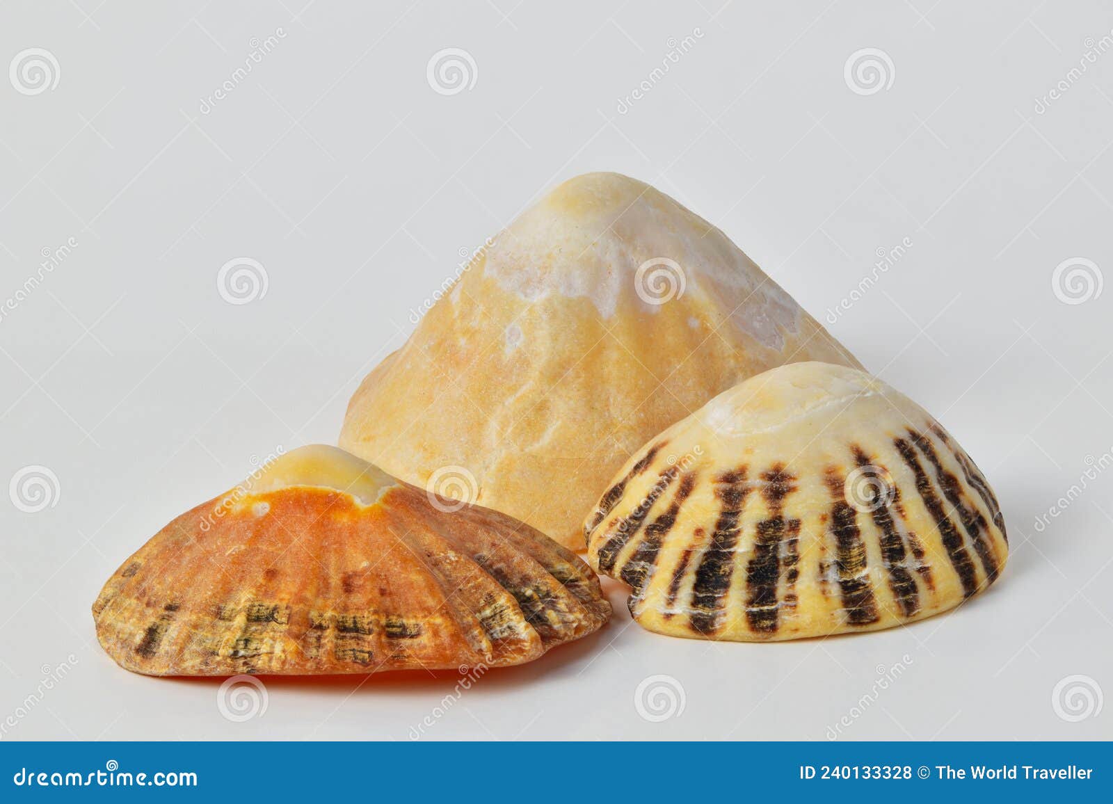 Limpet Sea Shells on White Background Stock Photo - Image of beach ...