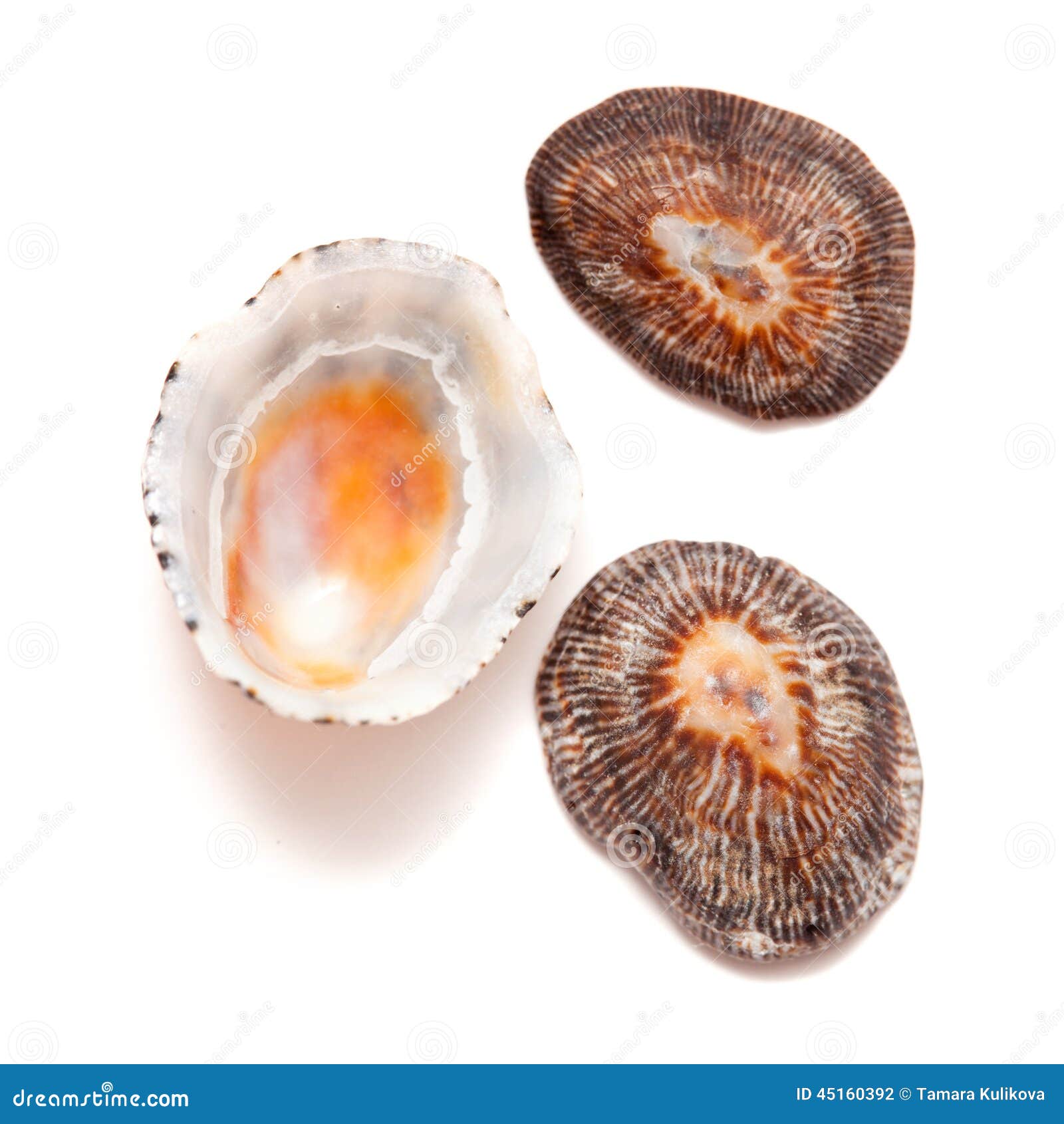 Limpet Shells Isolated on White Stock Photo - Image of common, white ...