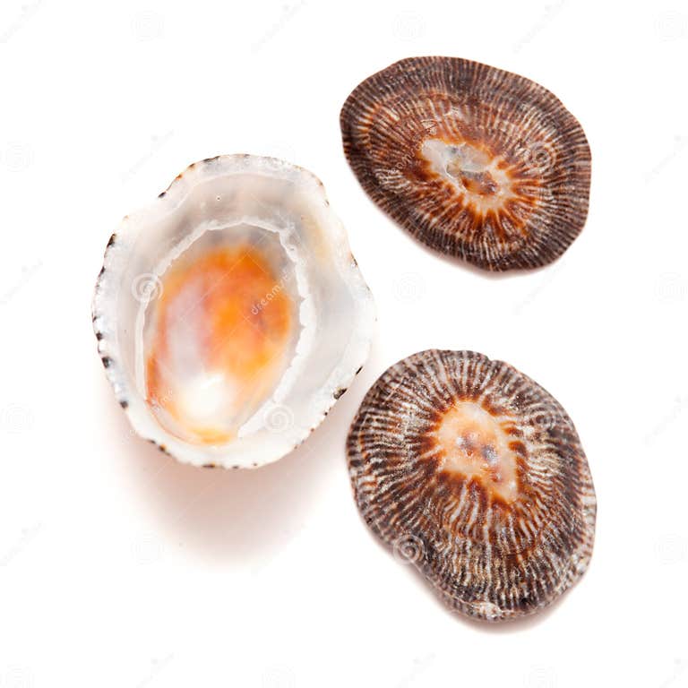 Limpet Shells Isolated on White Stock Photo - Image of common, white ...