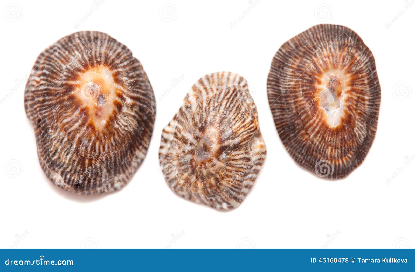 Limpet Shells Isolated on White Stock Photo - Image of cutout, stripe ...