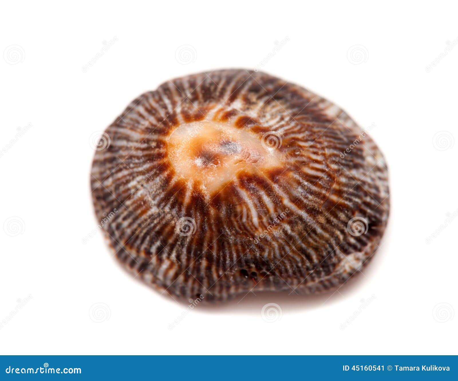 Limpet Shells Isolated on White Stock Image - Image of broadly, edible ...