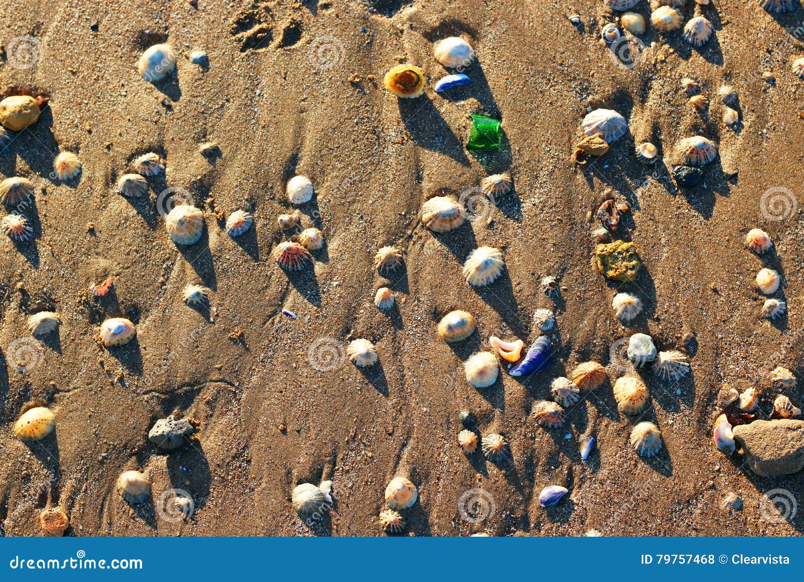 Limpet Shells on a Sandy Beach. Background Stock Photo - Image of ocean ...