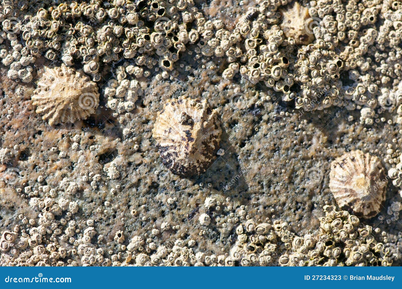 Limpets and barnacles stock image. Image of grey, closeup - 27234323