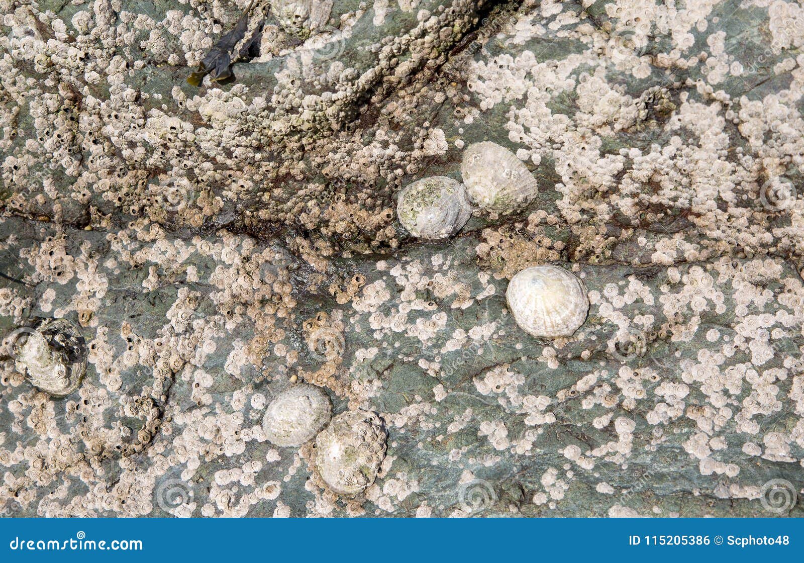 Limpets and Barnacles on Rock Stock Photo - Image of closeup, food ...