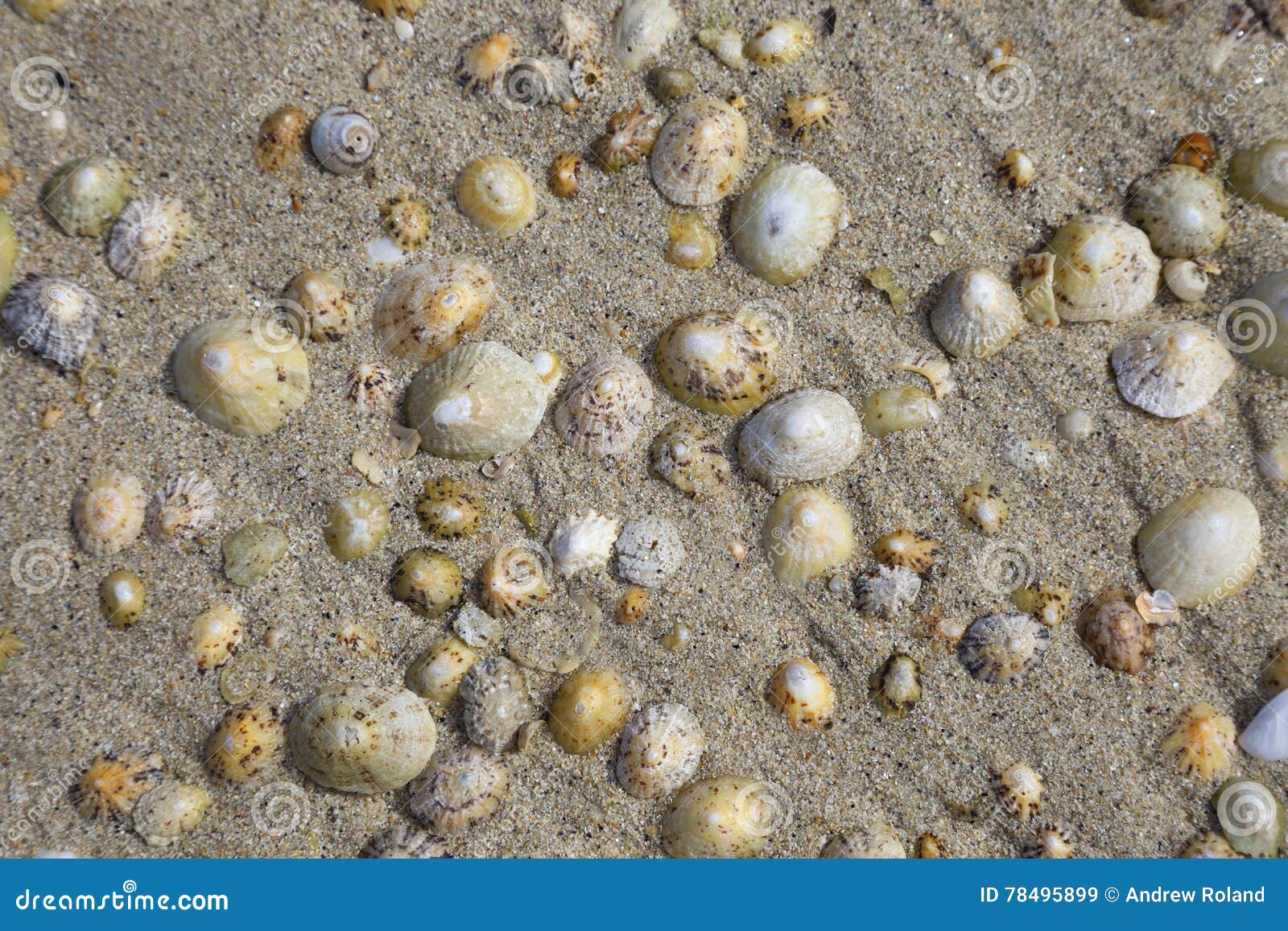 Limpets stock image. Image of mary, great, nature, england - 78495899