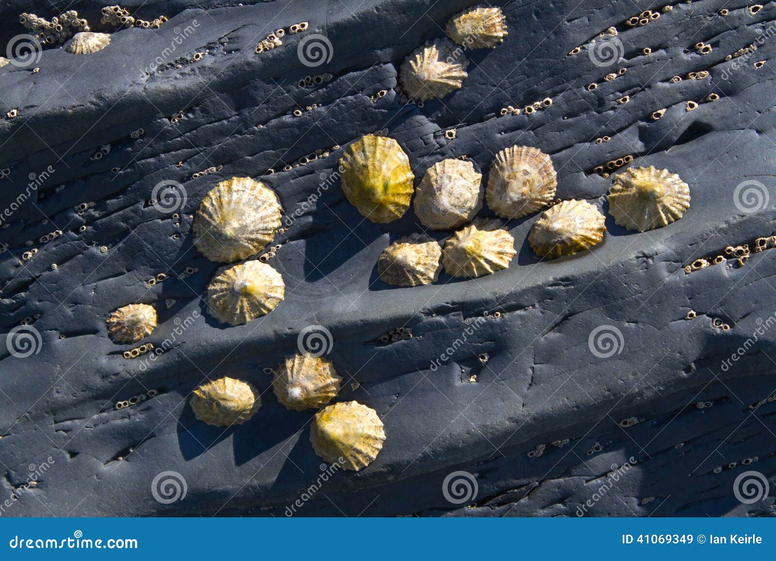 Limpets stock image. Image of shore, rock, coastal, coast - 41069349