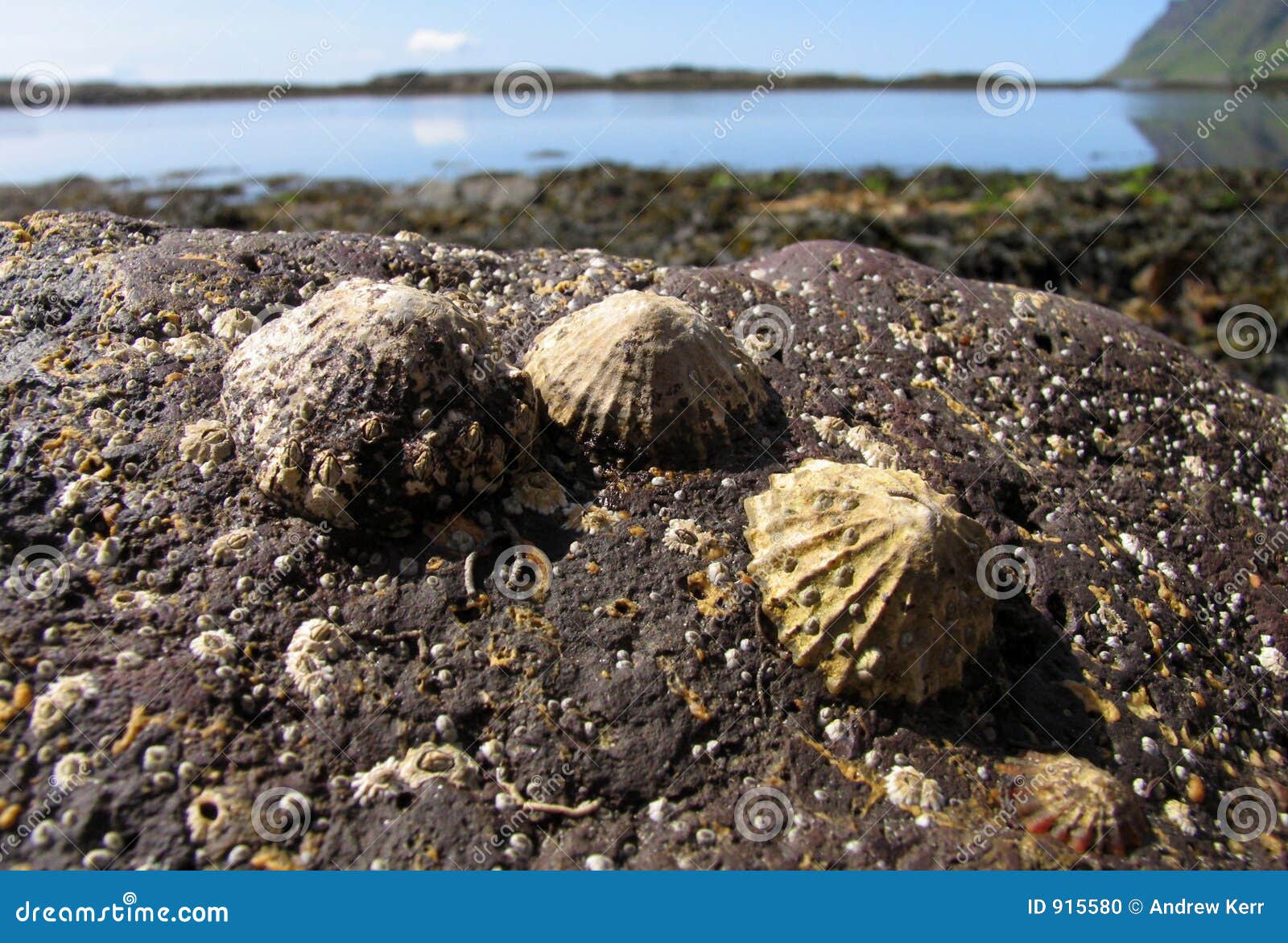 Limpets on a rock stock photo. Image of shell, seashore - 915580
