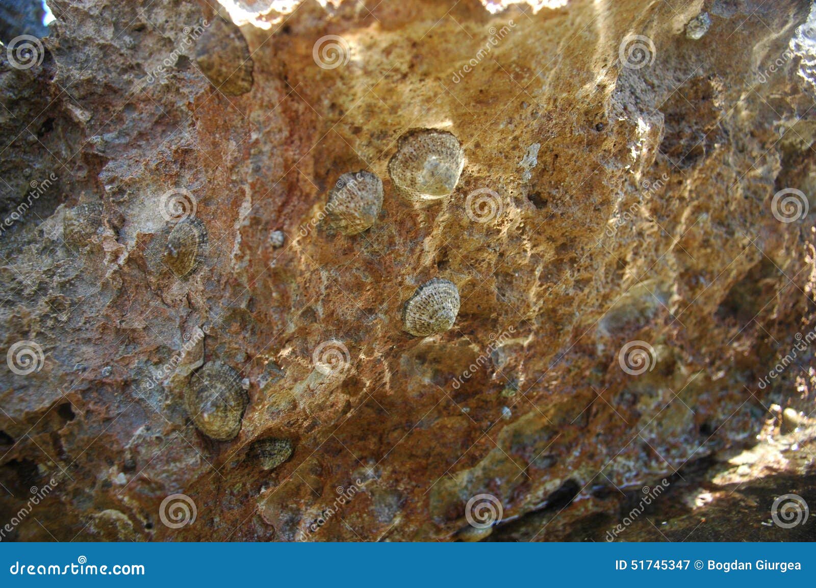 Limpets on rock stock image. Image of rock, limpet, nature - 51745347