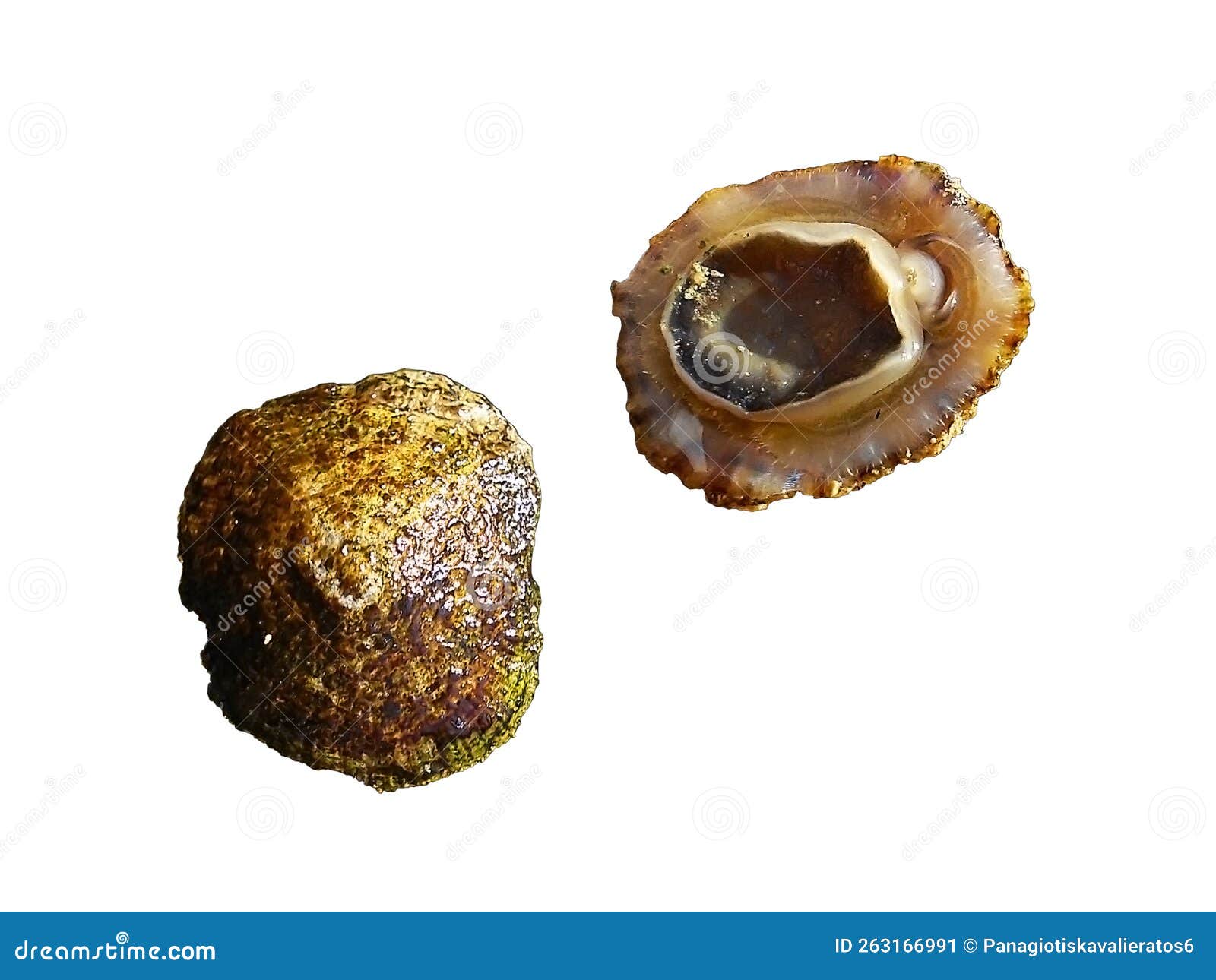 Limpets in a White Background. Top and Bottom View. Stock Image - Image ...