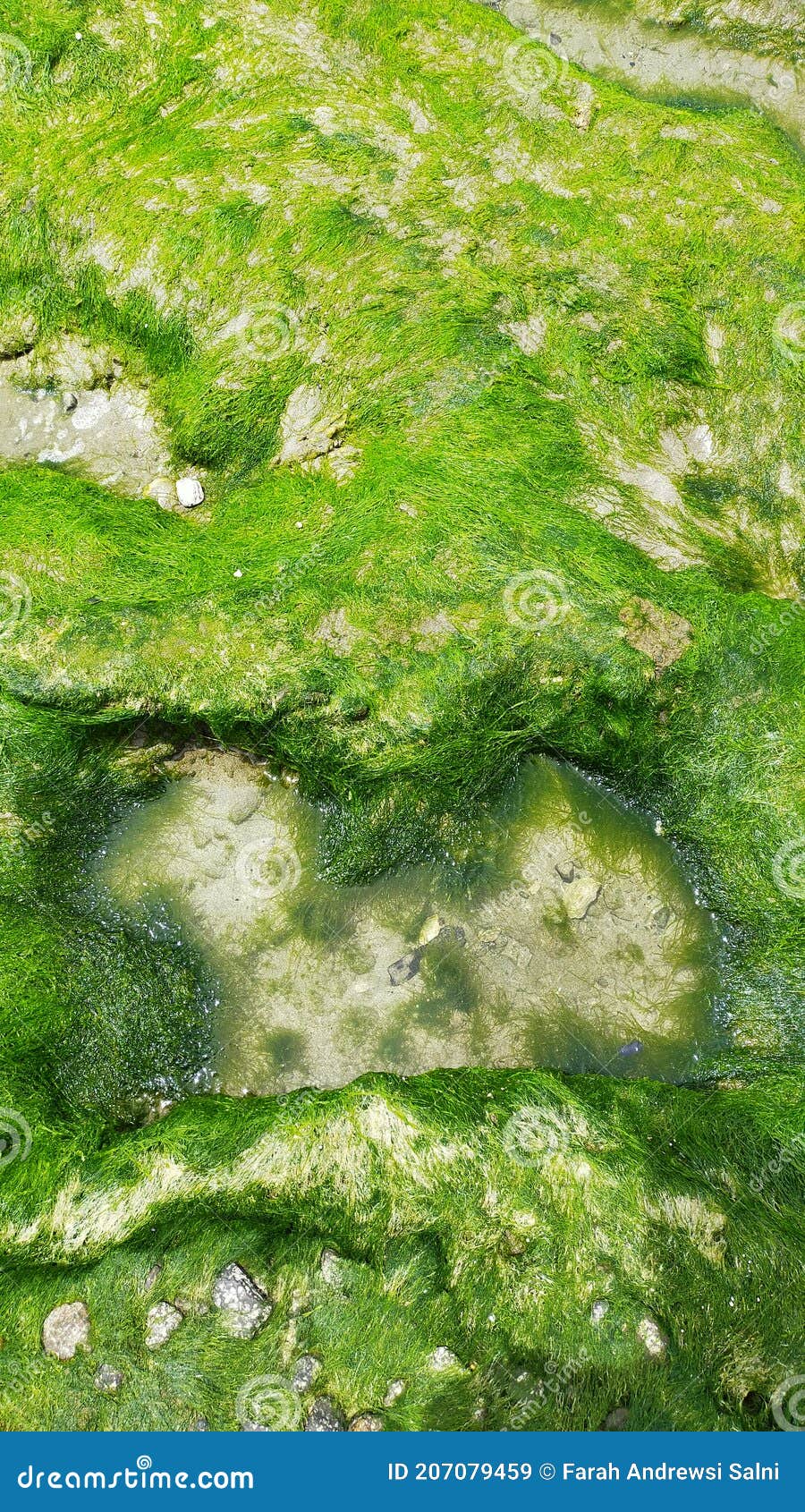 Limpid water sea stock image. Image of water, grass - 207079459