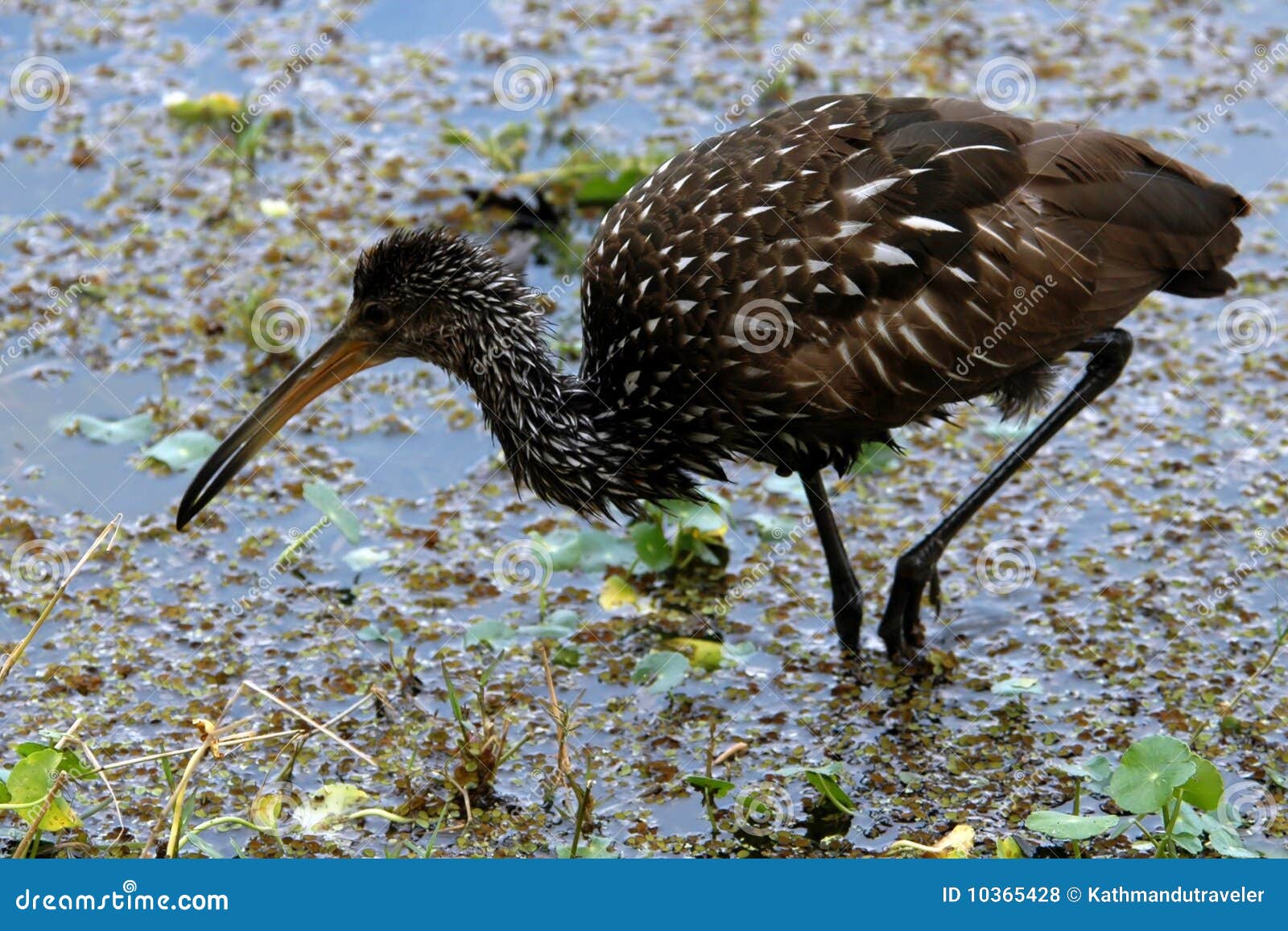 Limpkin stock photo. Image of animals, destinations, wildlife - 10365428