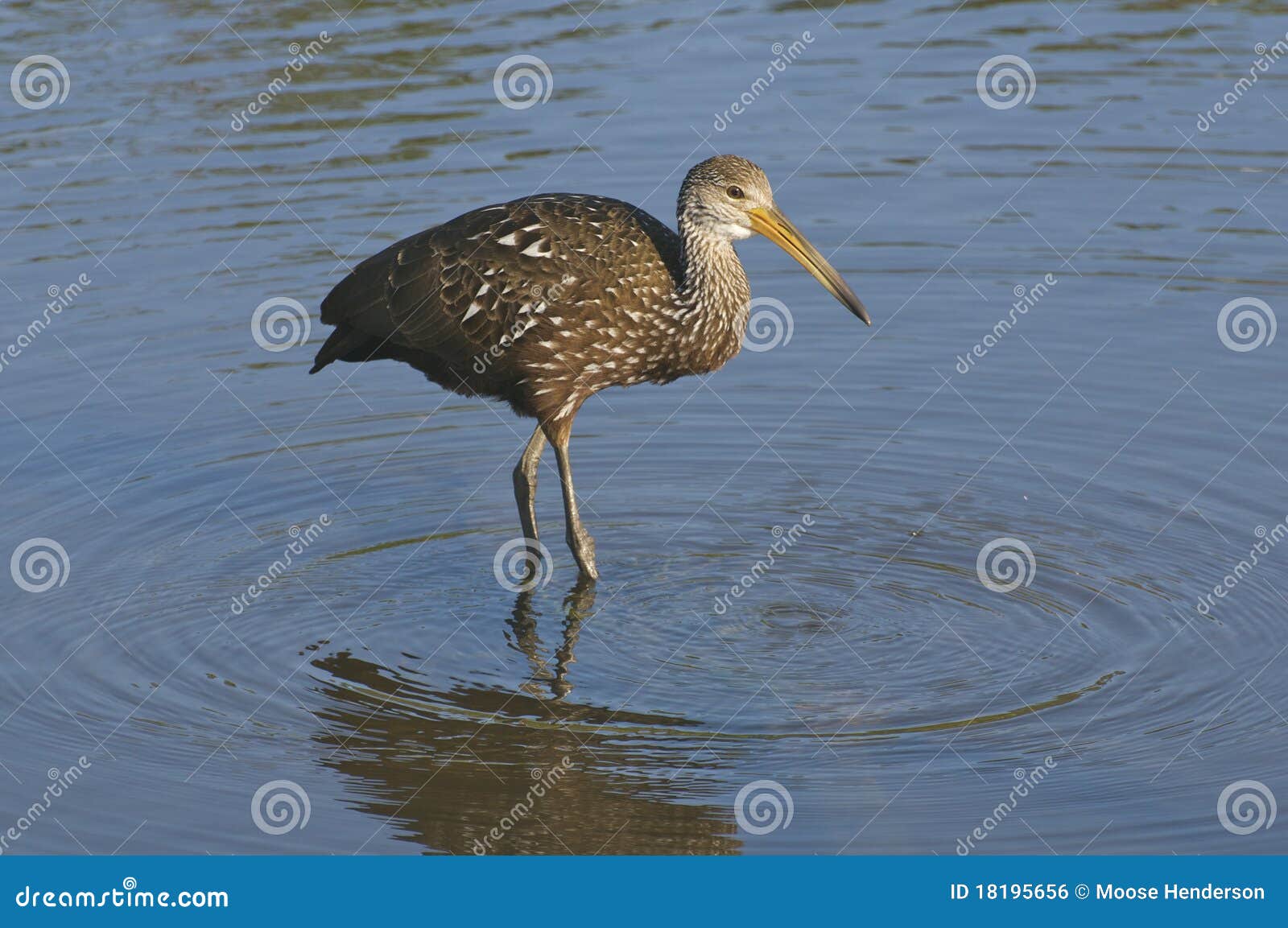 Limpkin stock photo. Image of zoology, water, undomesticated - 18195656
