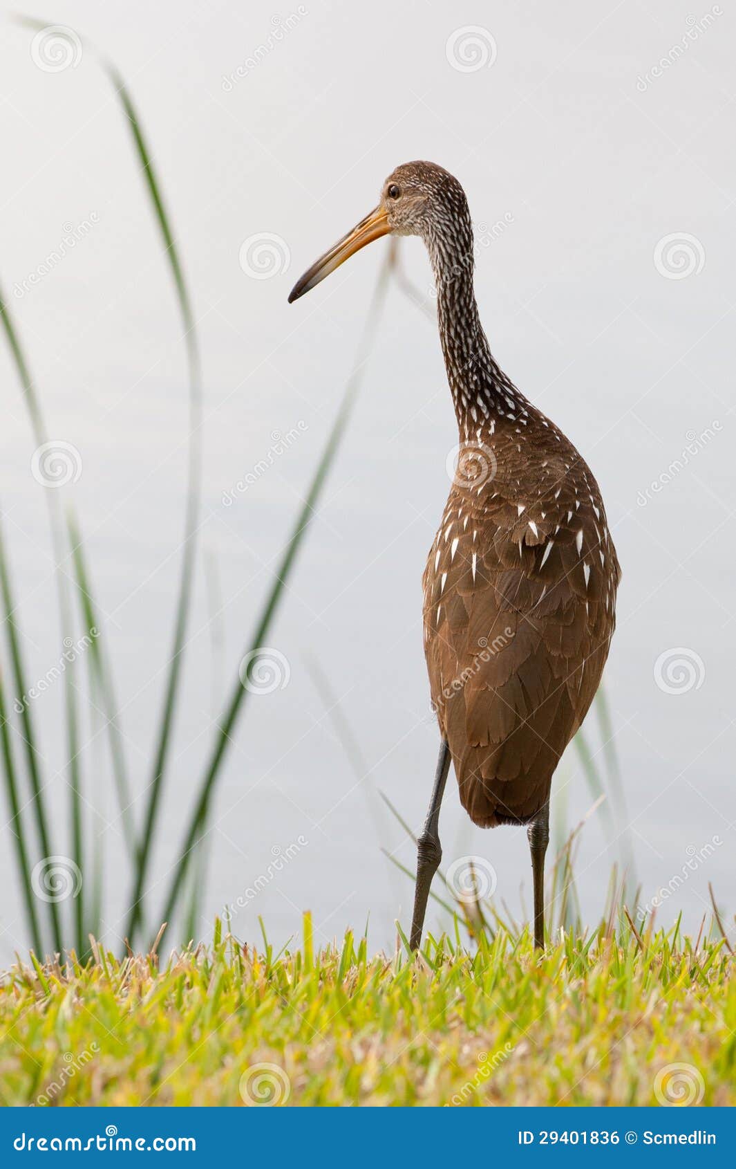 Limpkin stock photo. Image of limpkin, animals, nature - 29401836